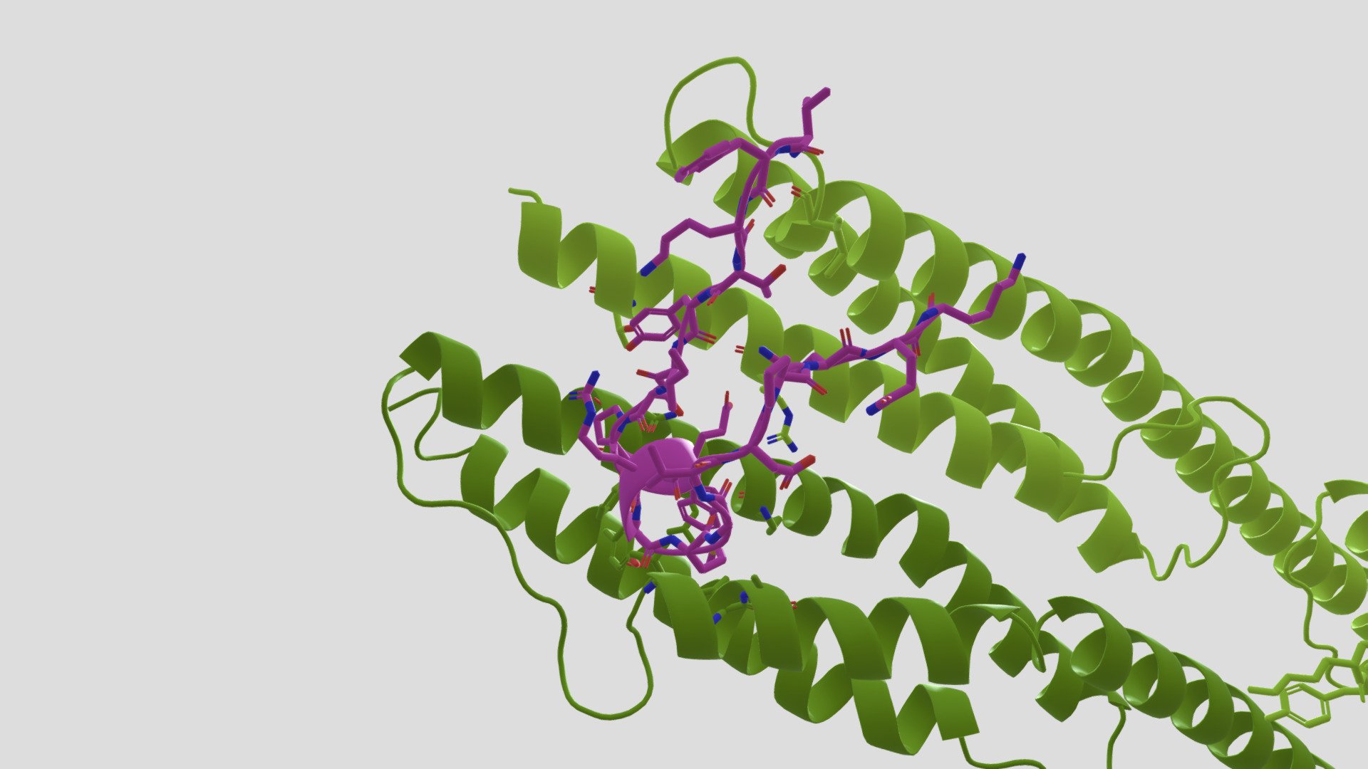 Actinin_FATZ_Figure 3A_LM1 - 3D model by kristina.djinovic [8cd0e08 ...
