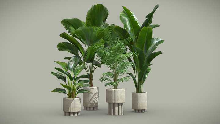 Palm 3D models - Sketchfab