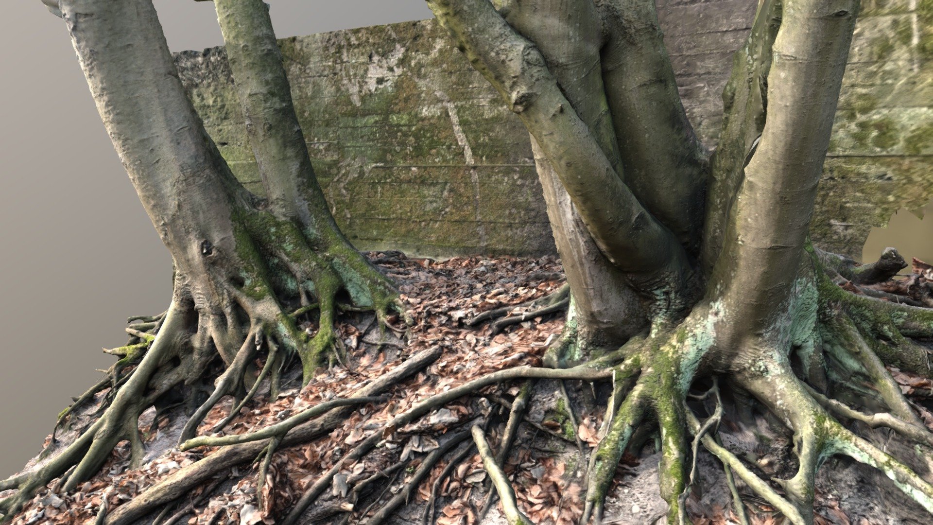 Tree roots - Download Free 3D model by CrowsEpicScans [8cd2d9a] - Sketchfab