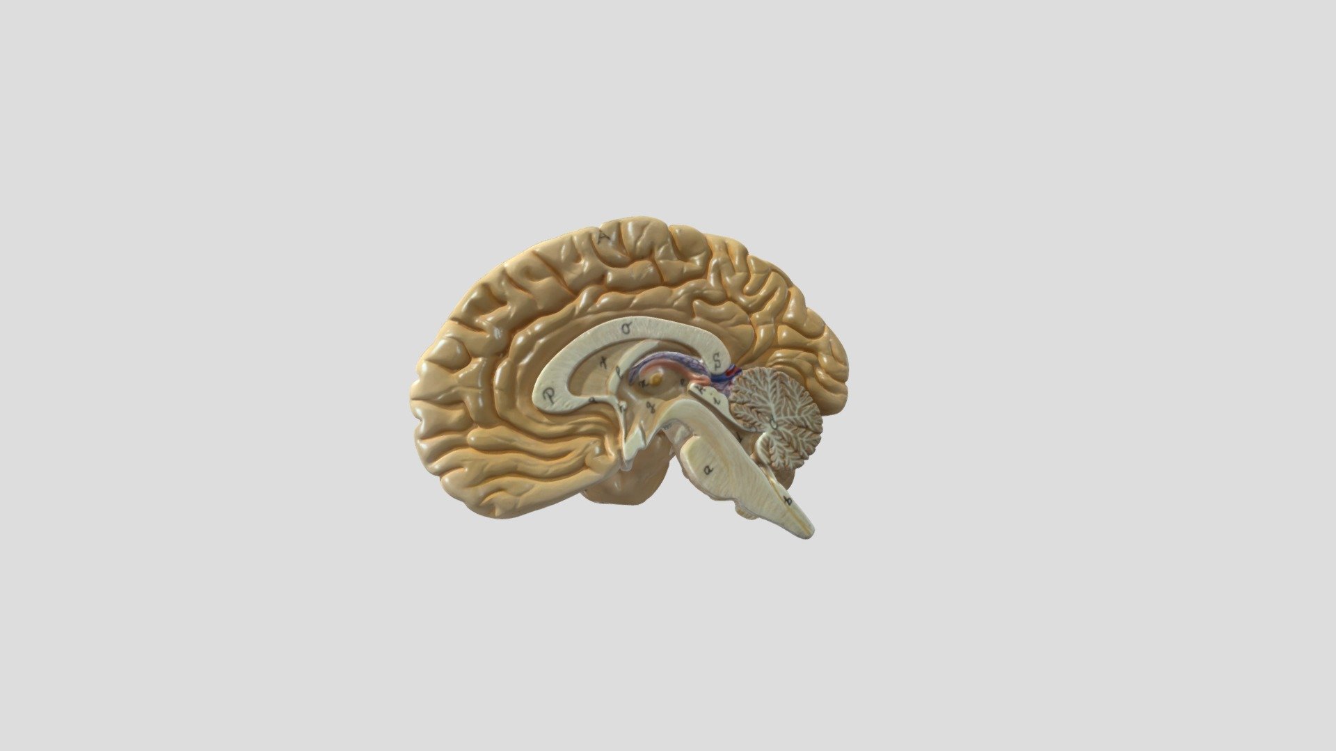 Brain AR Project- Dunton, Kelly Sousa - 3D model by hdunton [8cd7a79 ...