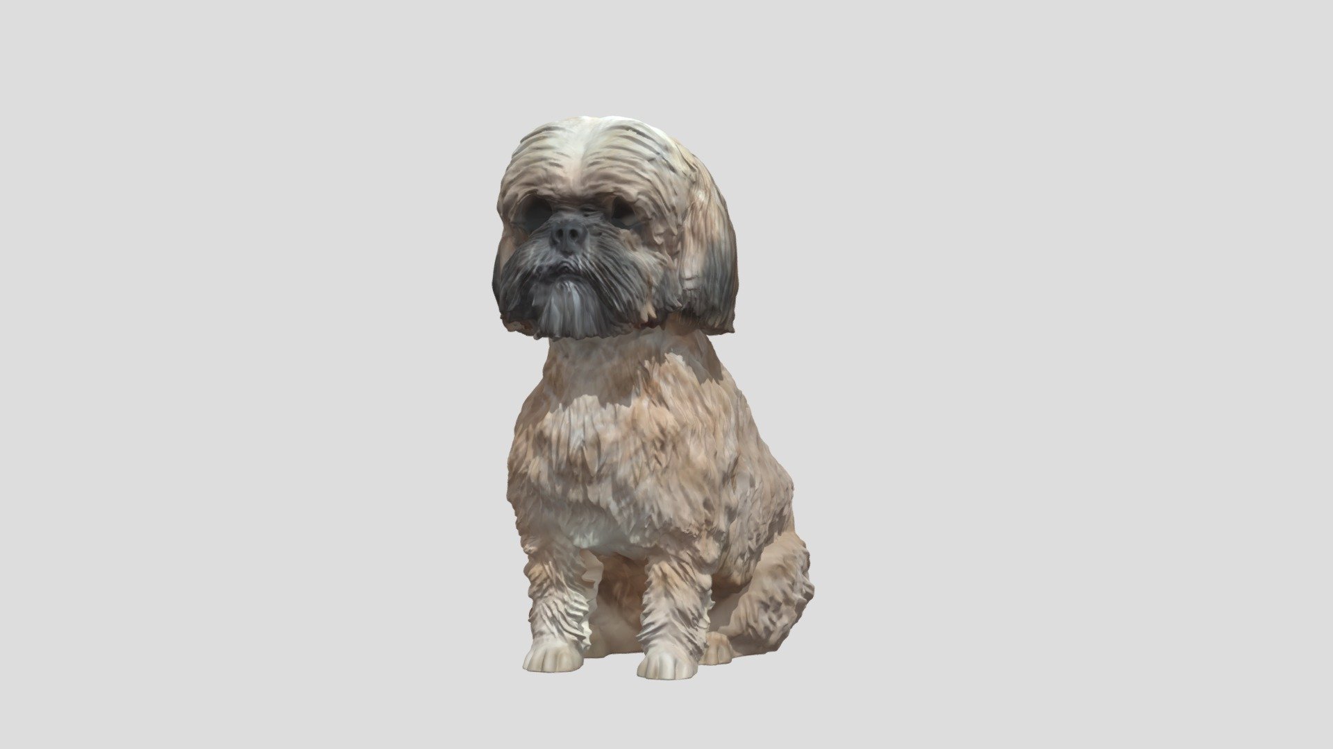 1911015-01 - Sooki - Shih Tzu - 3D model by Arty Lobster - Pet ...
