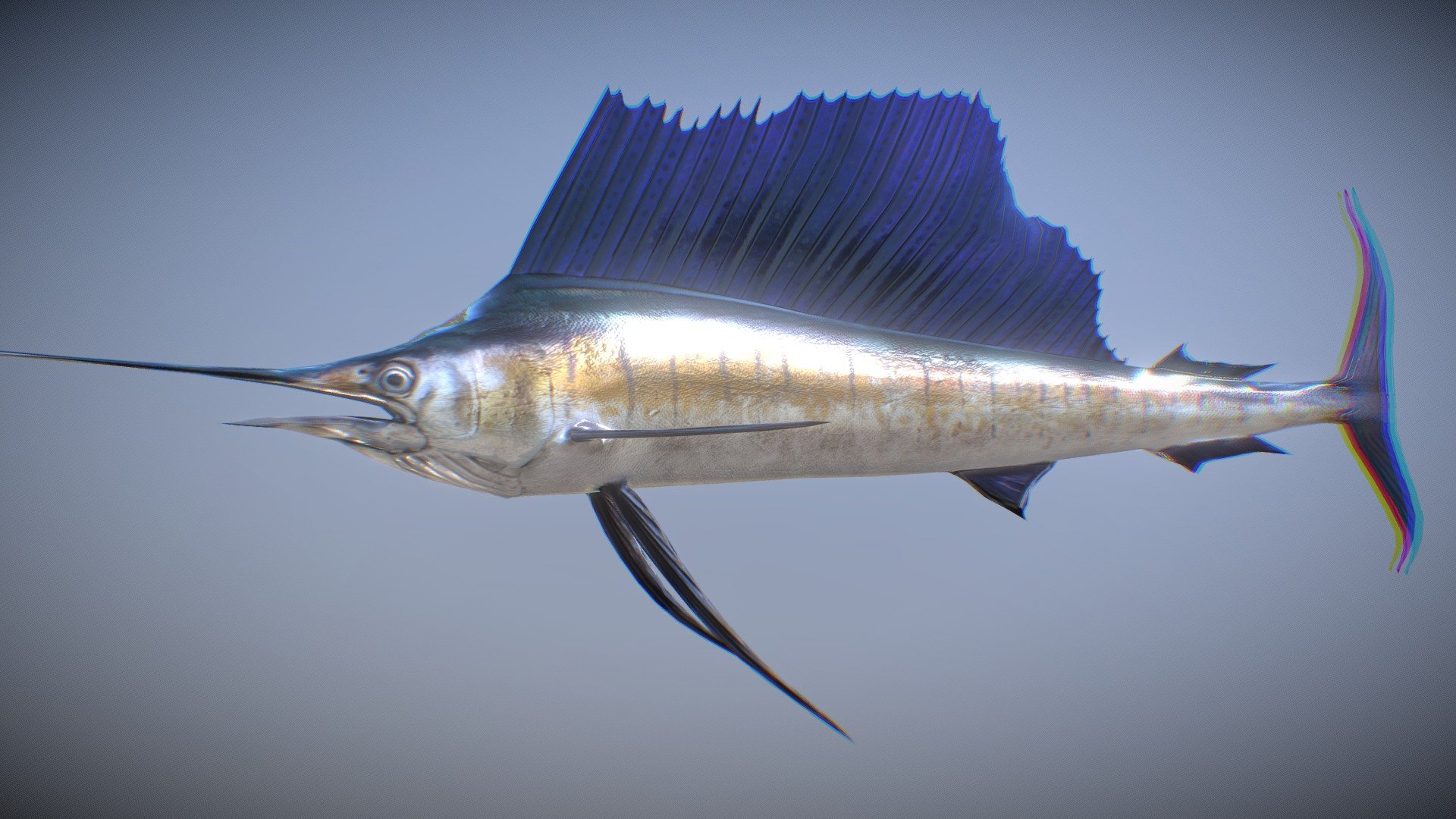 Pacific sailfish - 3D model by polygizer [8ce62de] - Sketchfab