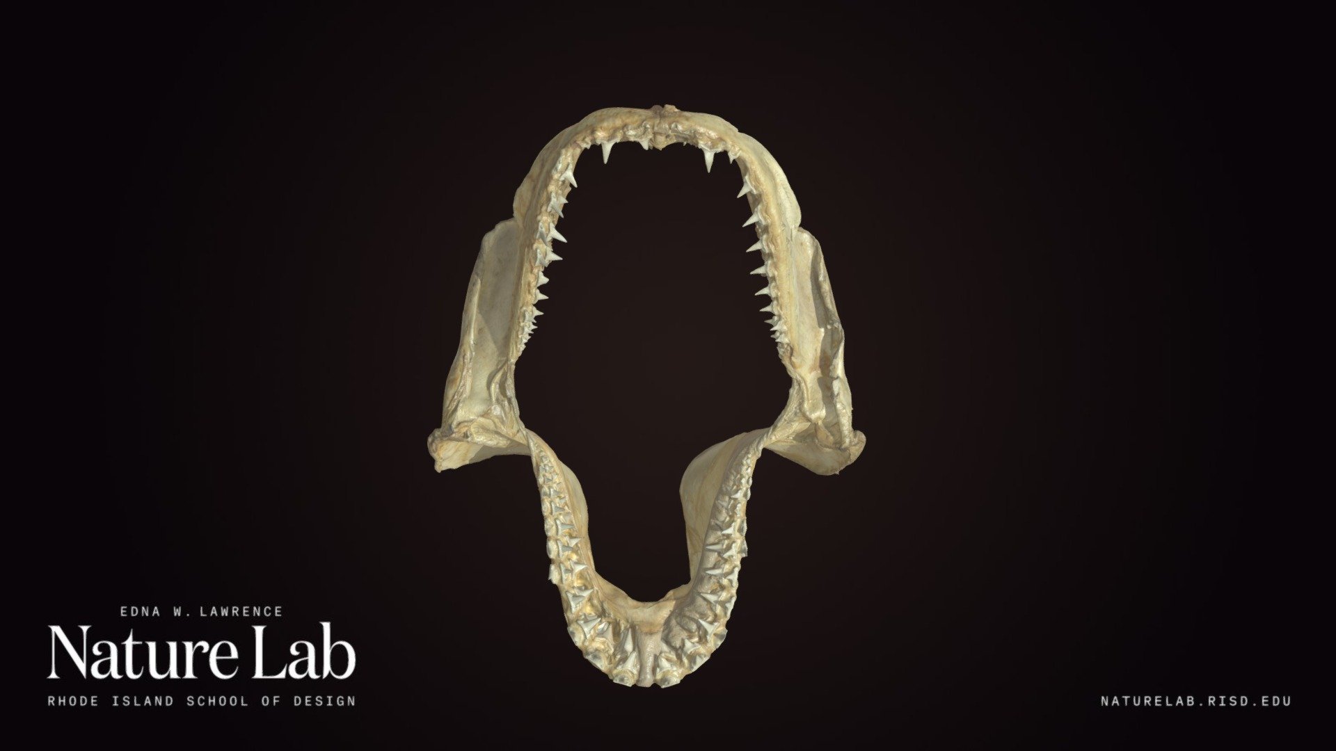 Shark Teeth - Download Free 3D model by RISD Nature Lab (@RISDNaturelab ...