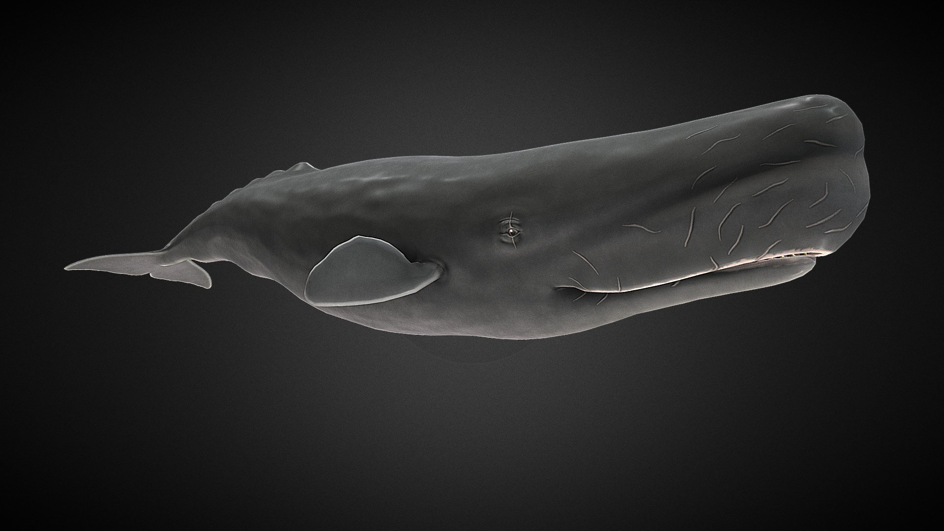 Sperm whale - Buy Royalty Free 3D model by Exmoor beast (@Exmoorbeast ...