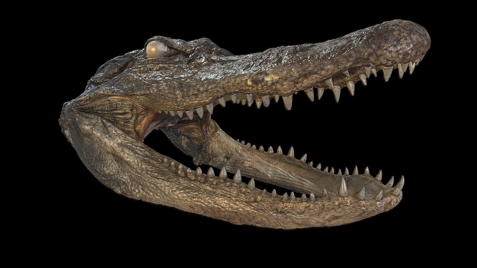 Taxidermy Gator Head - Download Free 3D model by Laser Design ...