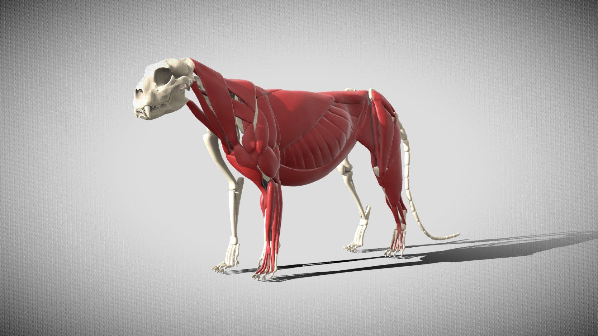 Leopard anatomy - Buy Royalty Free 3D model by 3dartstevenz [8cfeff3 ...