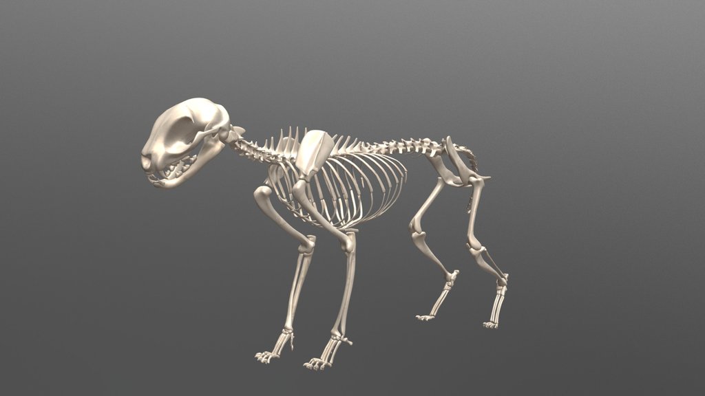 Animal Skeletons - A 3D model collection by TownshendHill - Sketchfab
