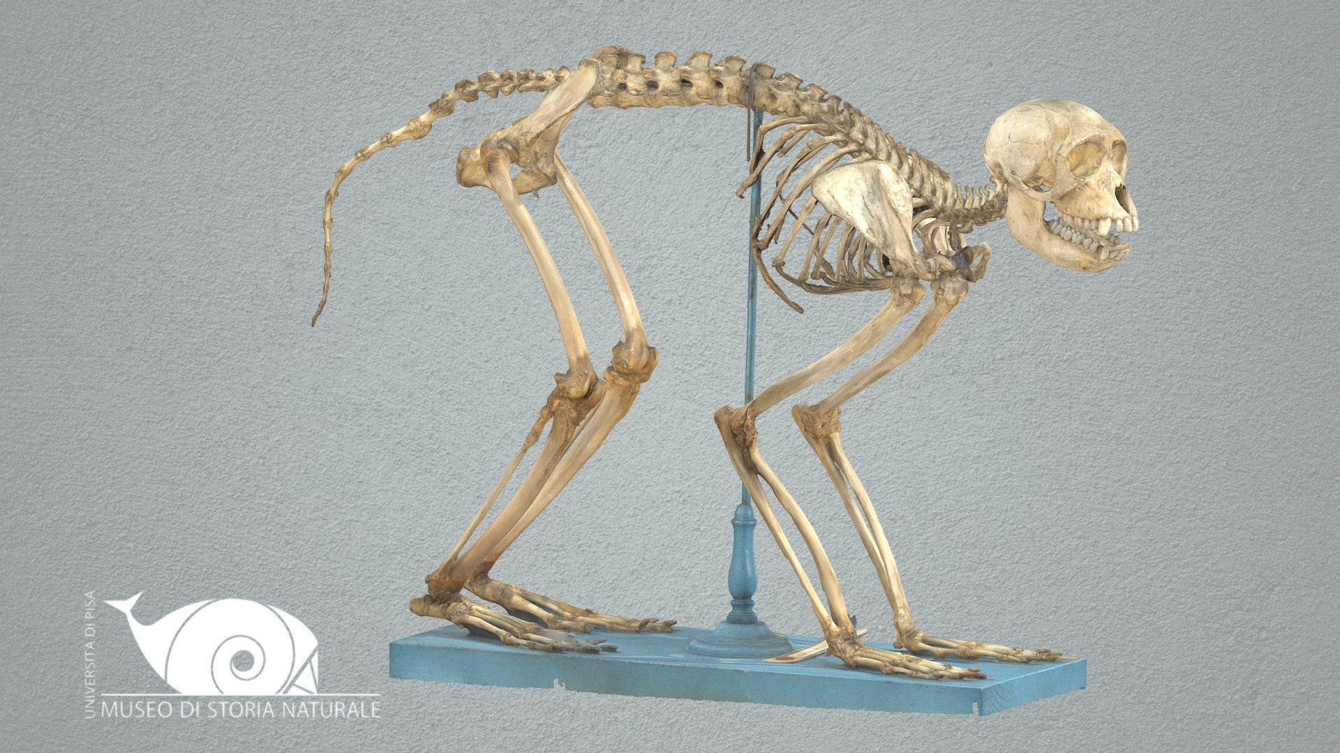 Rhesus macaque - 3D model by Natural History Museum, University of Pisa ...