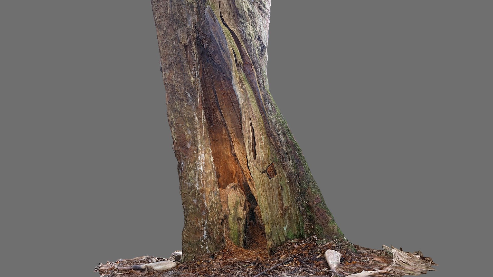 Kauri tree 2 - Download Free 3D model by b_nealie [8d09483] - Sketchfab