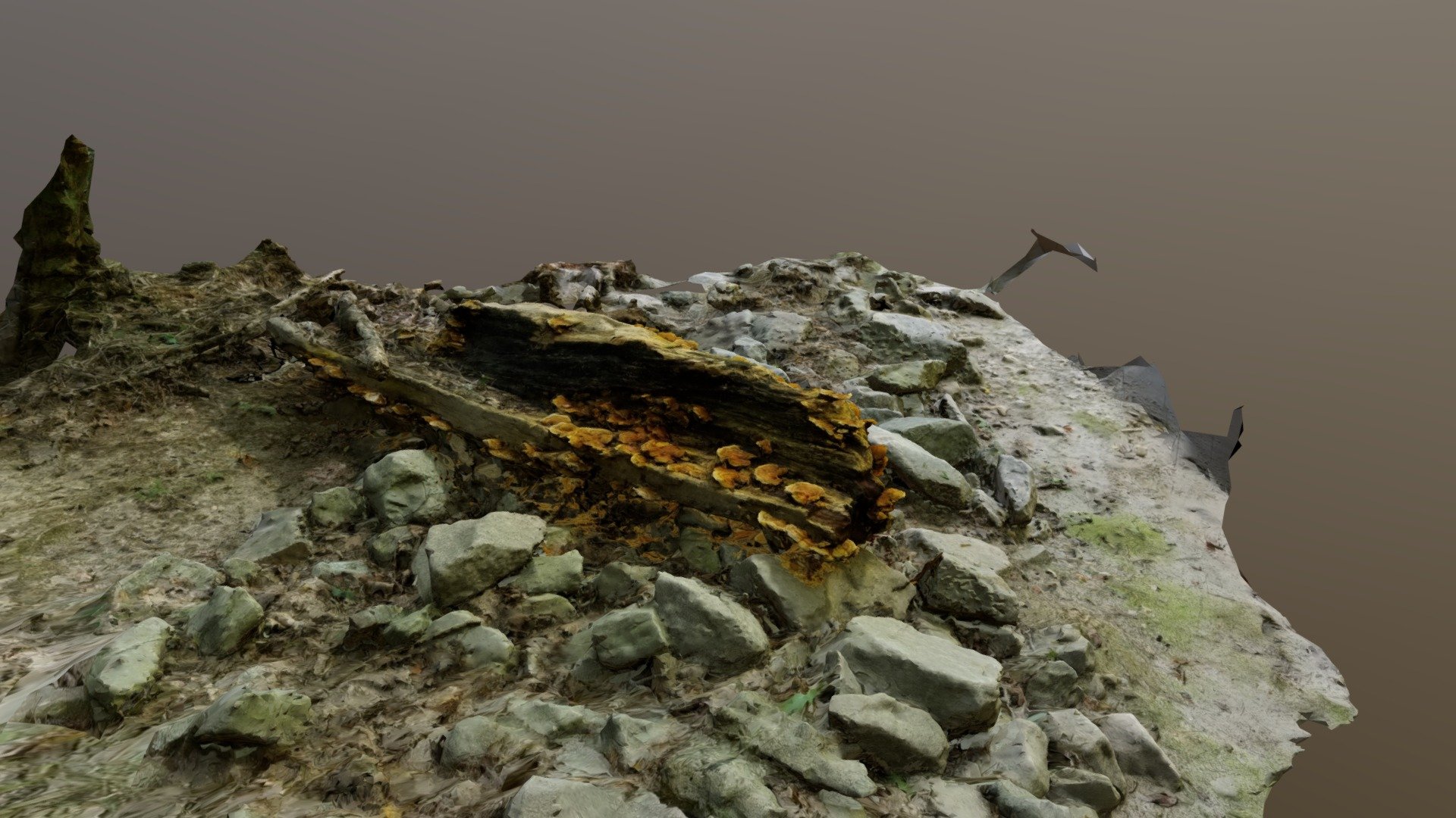 Turkey Tail Log - 3D model by oldmanfoltz [8d10a22] - Sketchfab