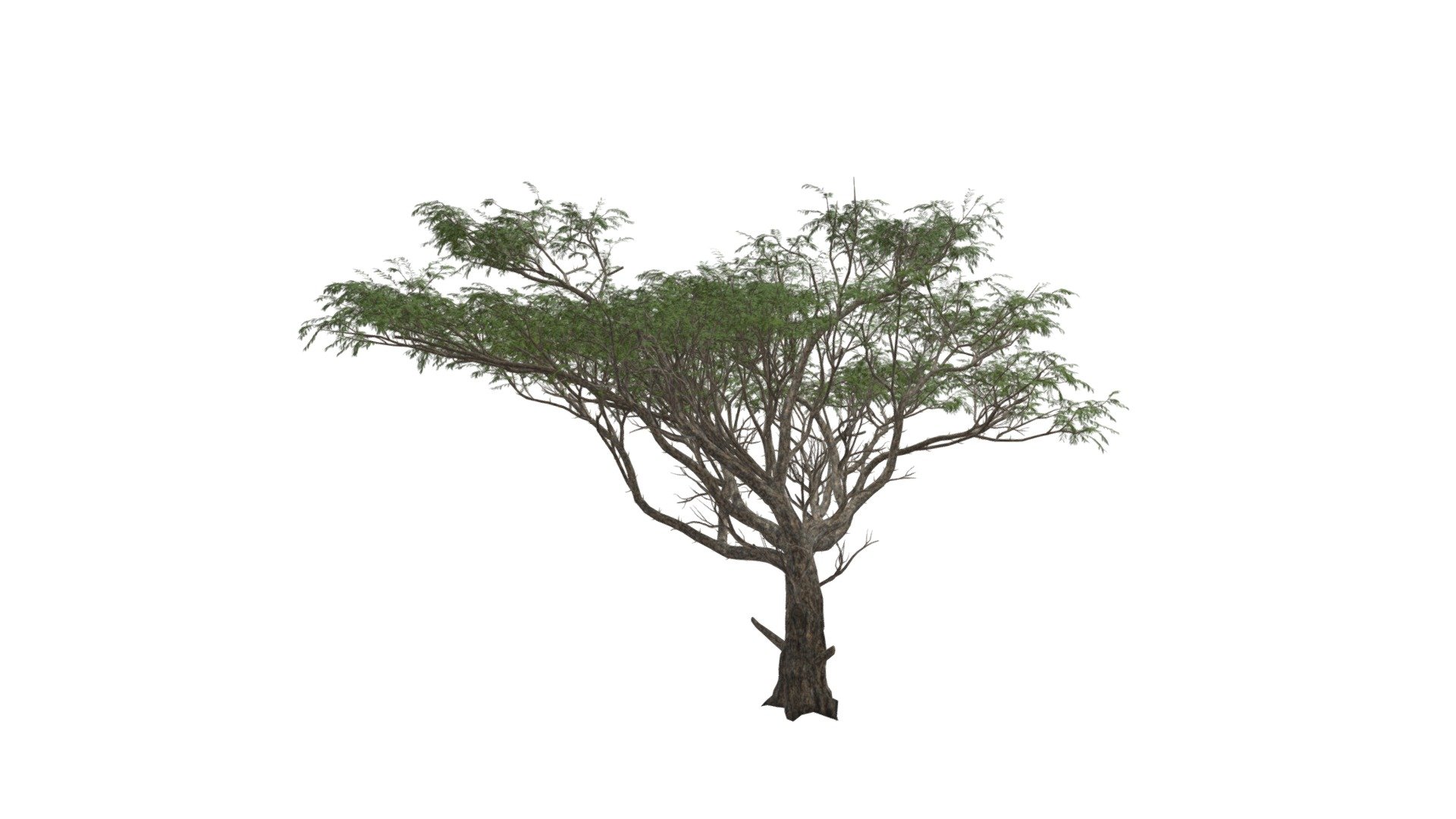Acacia Tree #03 - Buy Royalty Free 3D model by meshshape [8d13c87 ...