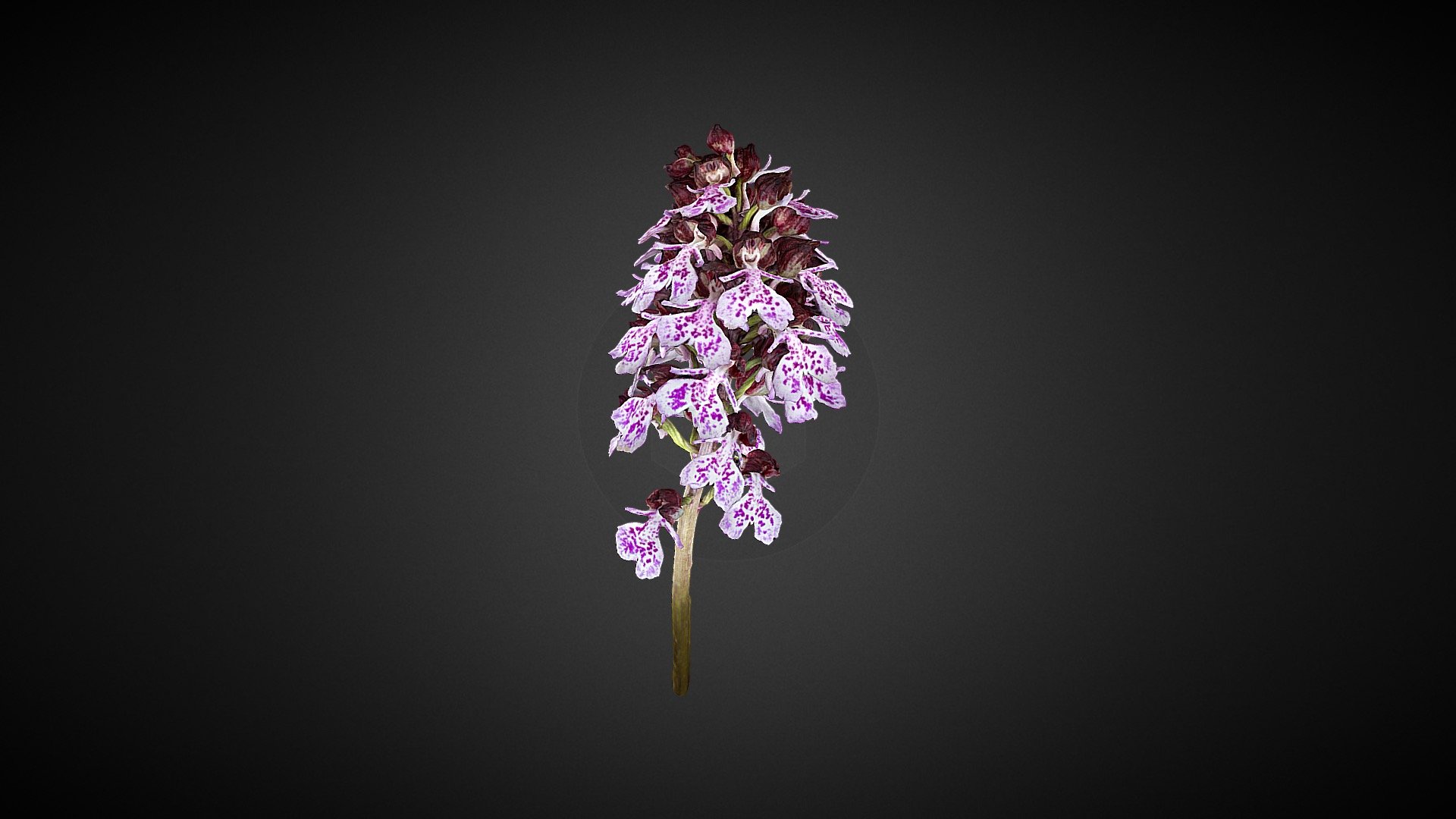 Orchis purpurea - Download Free 3D model by maxdorigo [8d15246] - Sketchfab