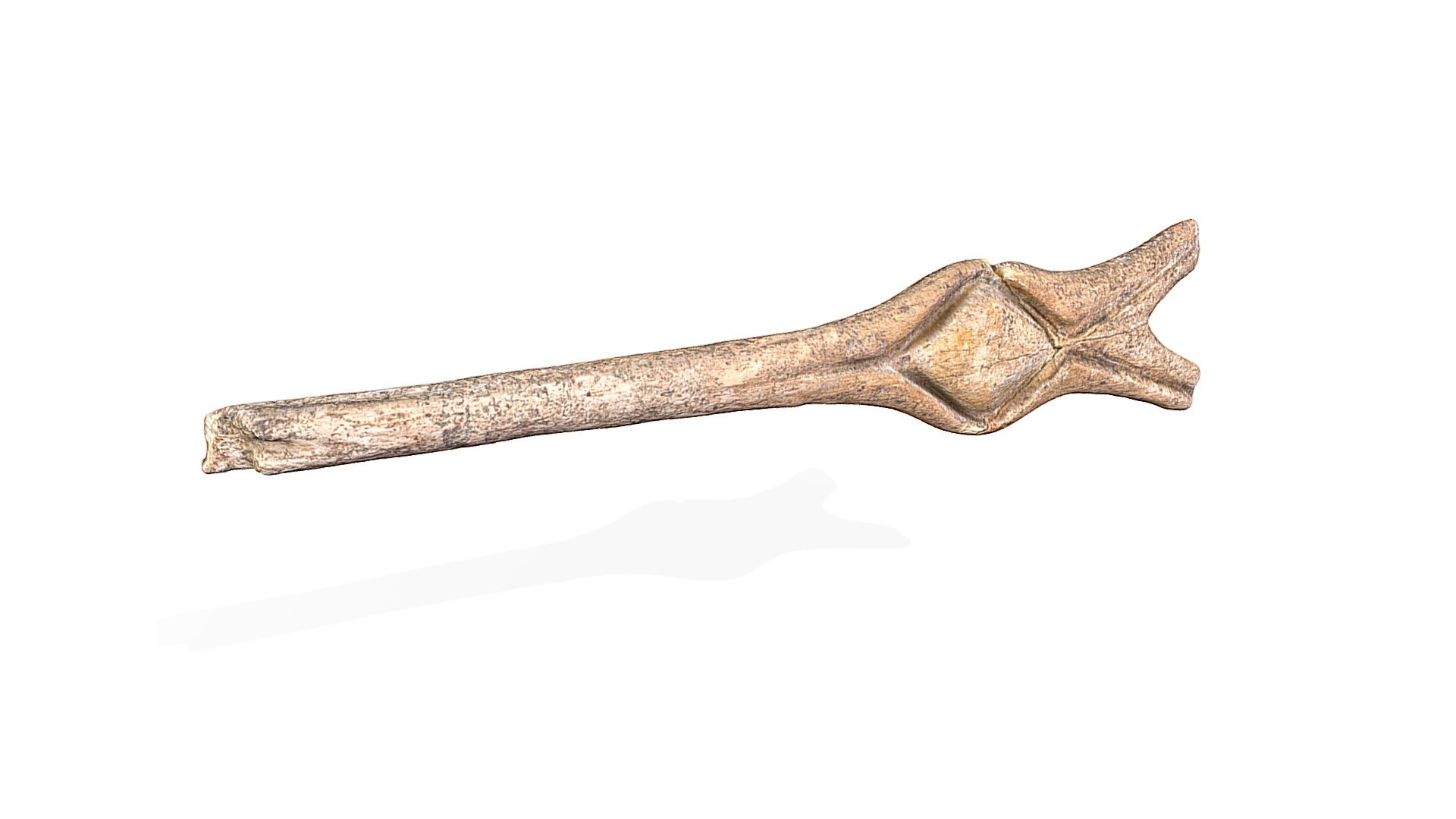 Ornamental Bone Carving - 3D model by University of South Florida ...