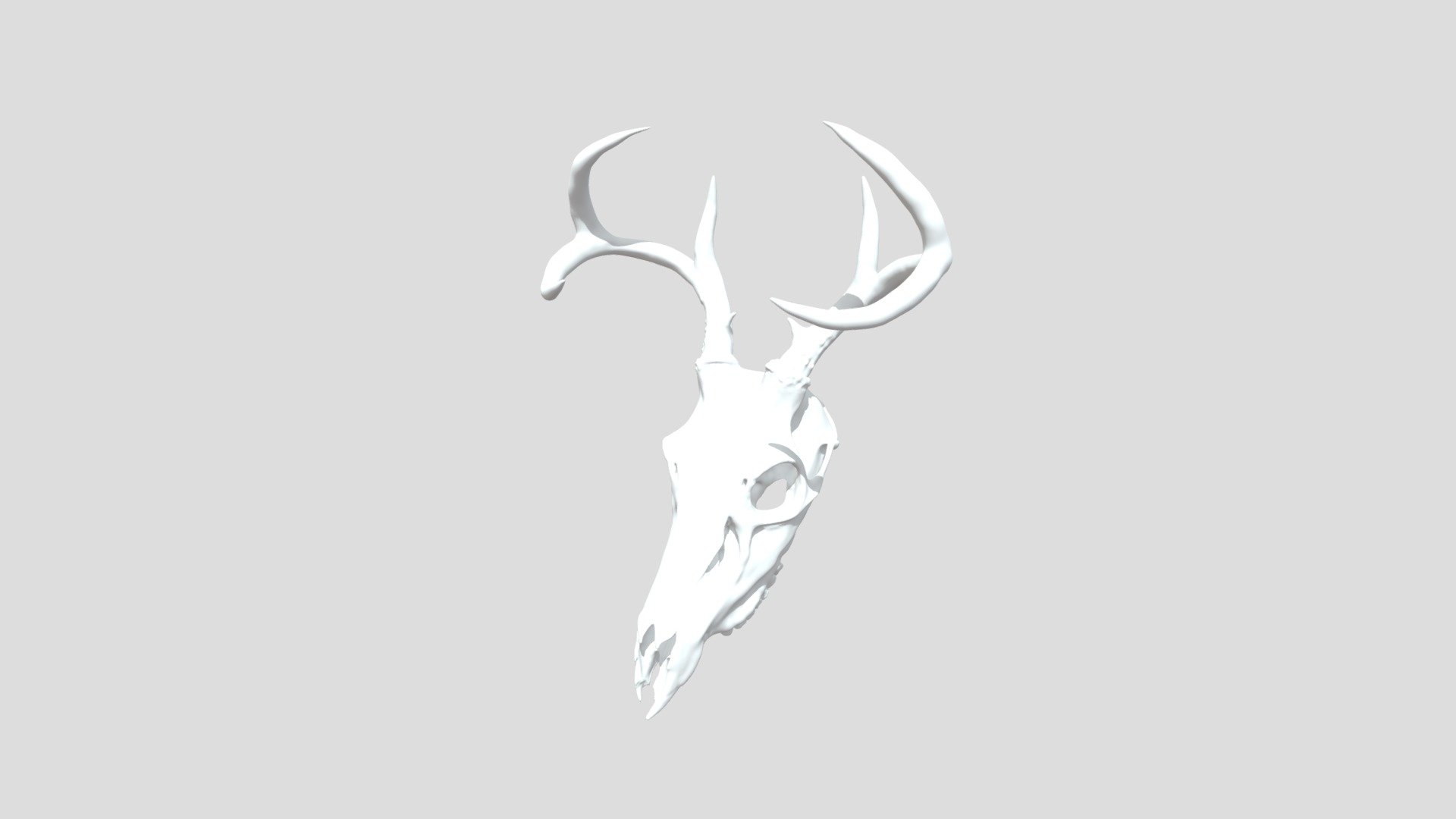 Deer Skull - 3D model by abbylam [8d21012] - Sketchfab
