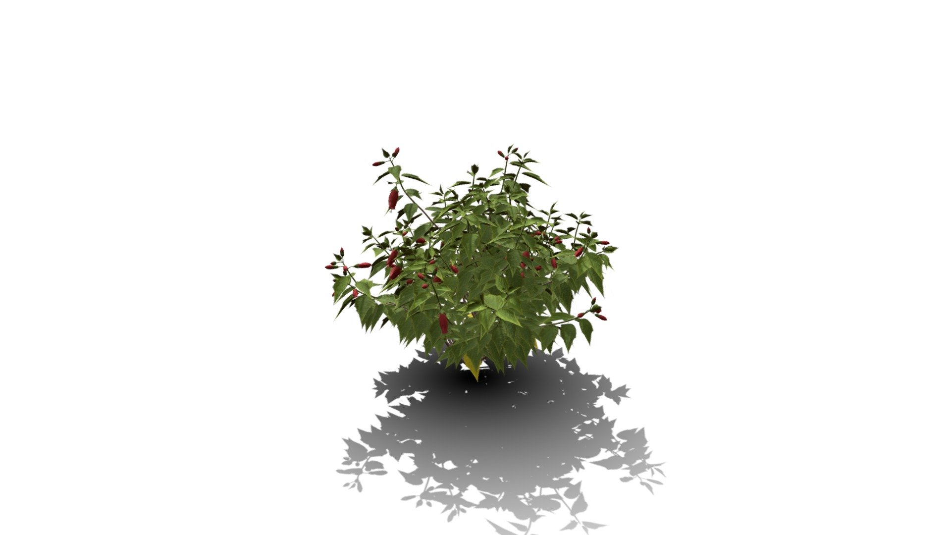 Realistic HD Turk's cap mallow (1/20) - Buy Royalty Free 3D model by ...