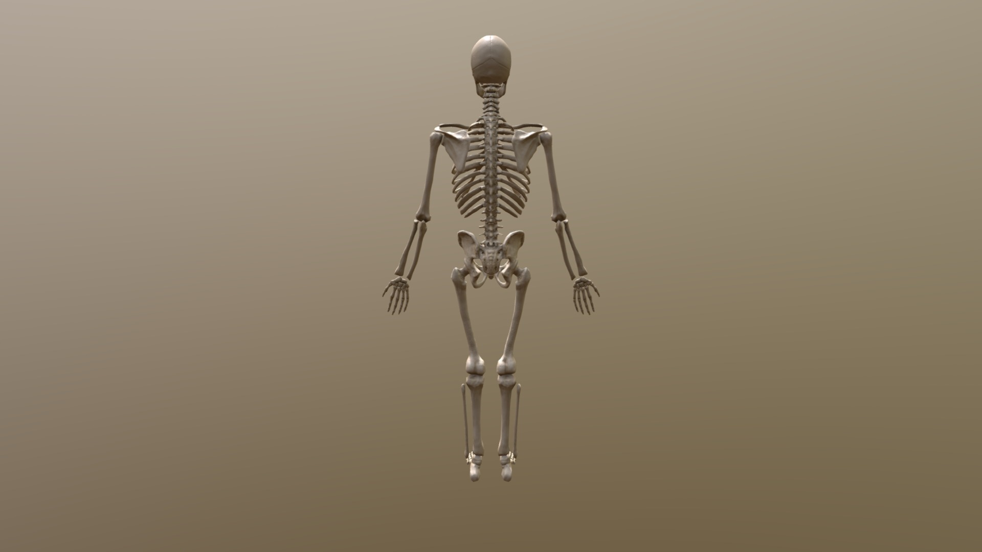 Skeleton - 3D model by deirdreterry336h [8d30225] - Sketchfab