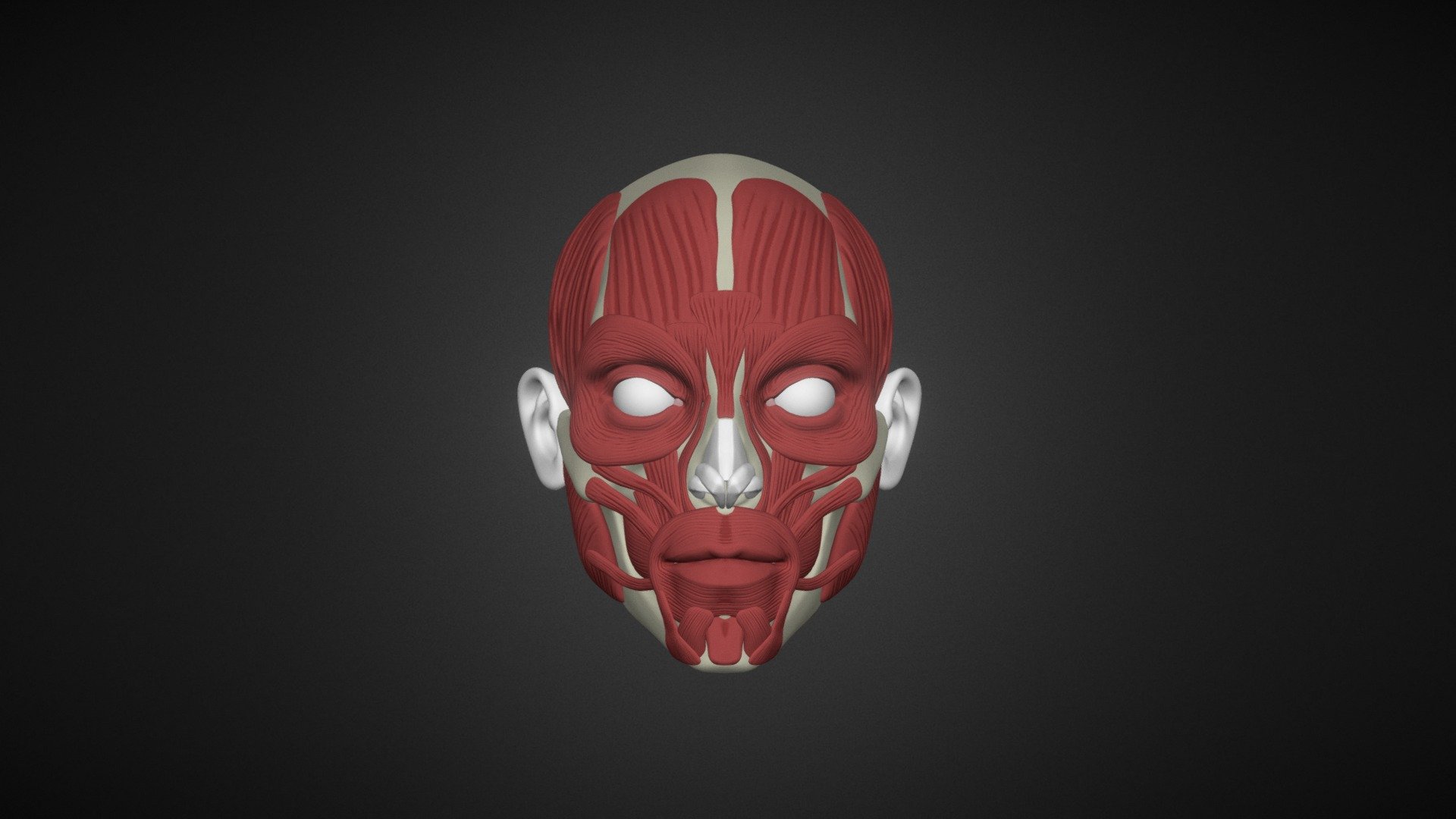 Facial muscles - 3D model by darkich [8d33bf3] - Sketchfab
