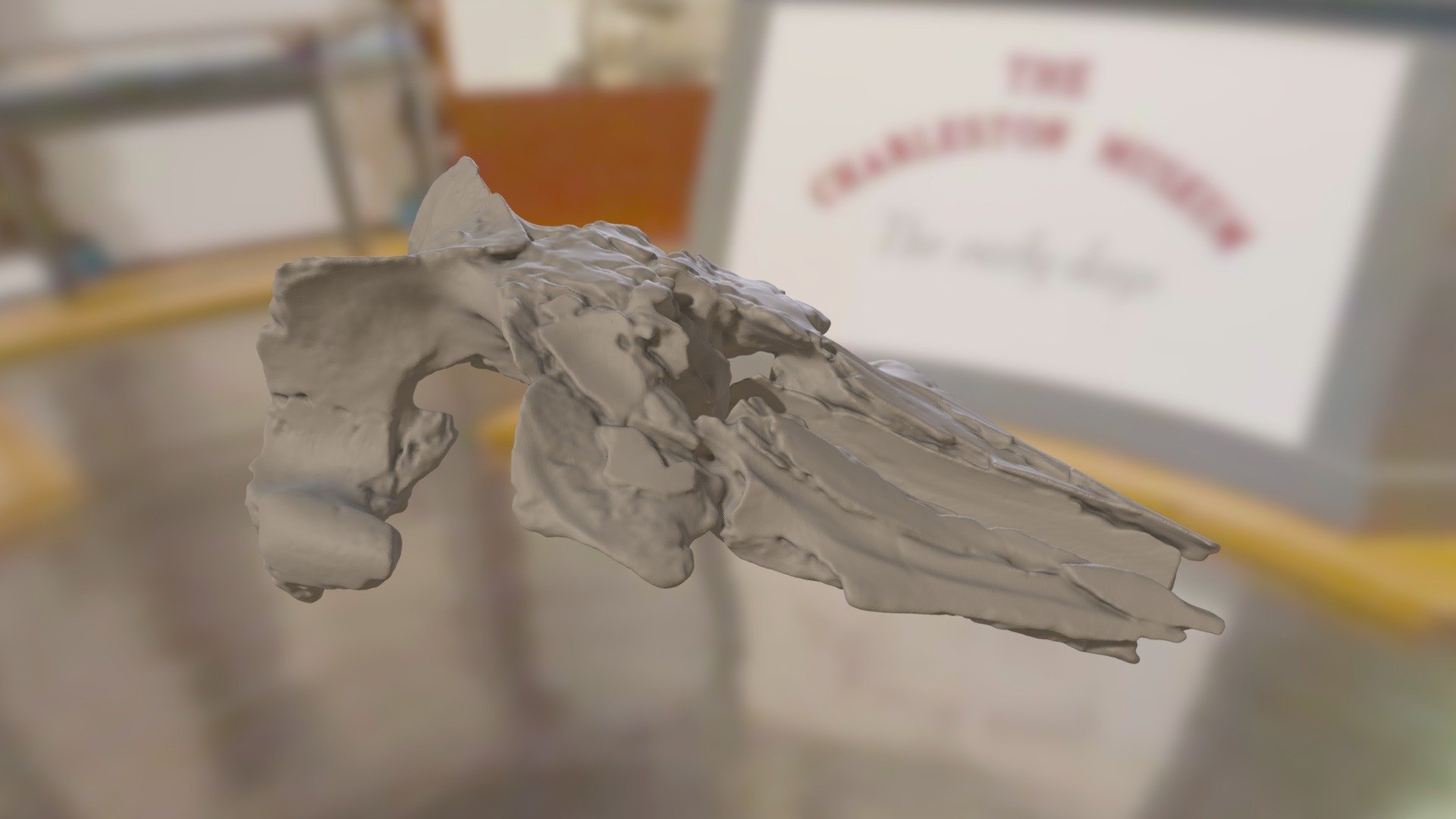 ChM PV4256 - Agorophius pygmaeus skull - Download Free 3D model by The ...