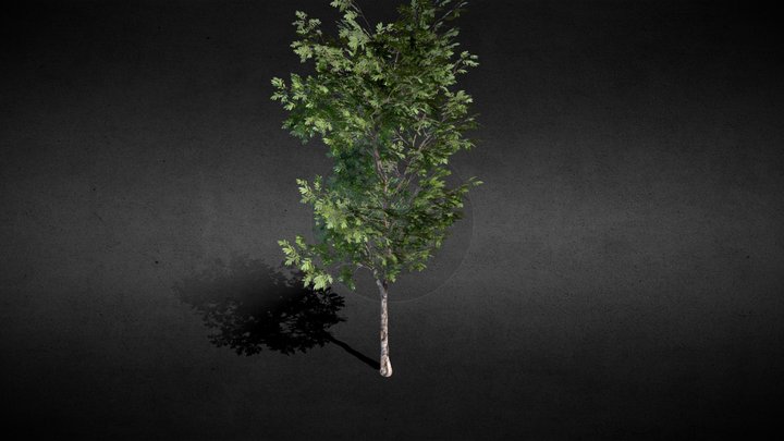 Realistic-tree 3D models - Sketchfab
