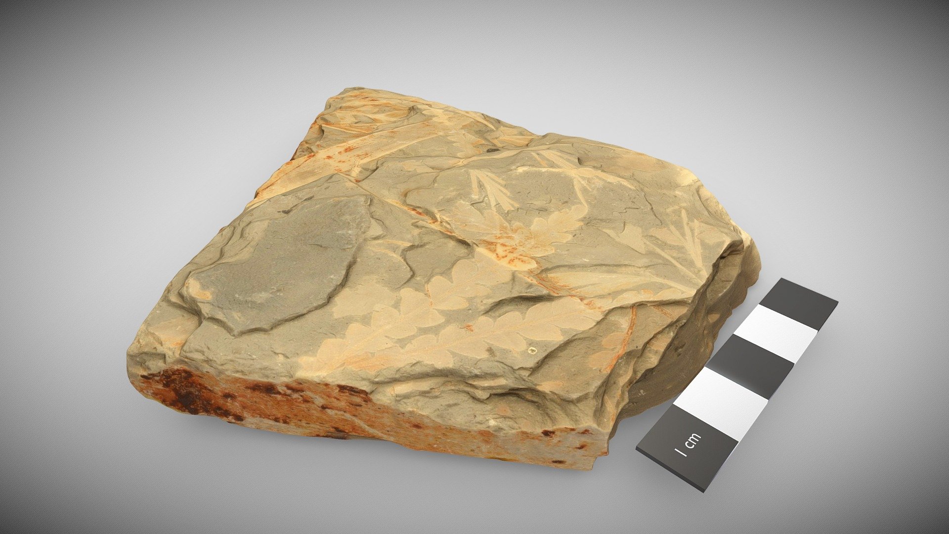 Triassic fossil plants - 3D model by UQ School of Earth and ...