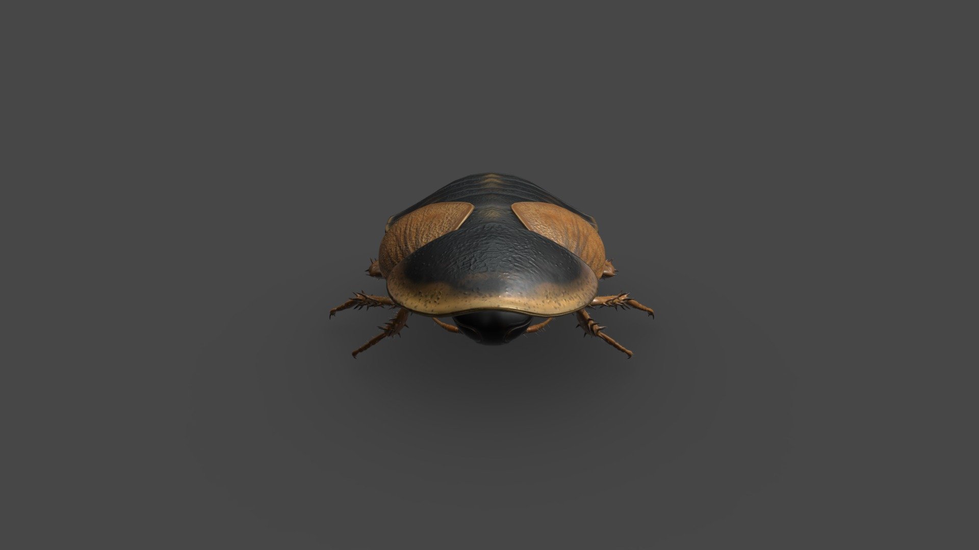 zhanglang - 3D model by sgs1236 [8d47822] - Sketchfab