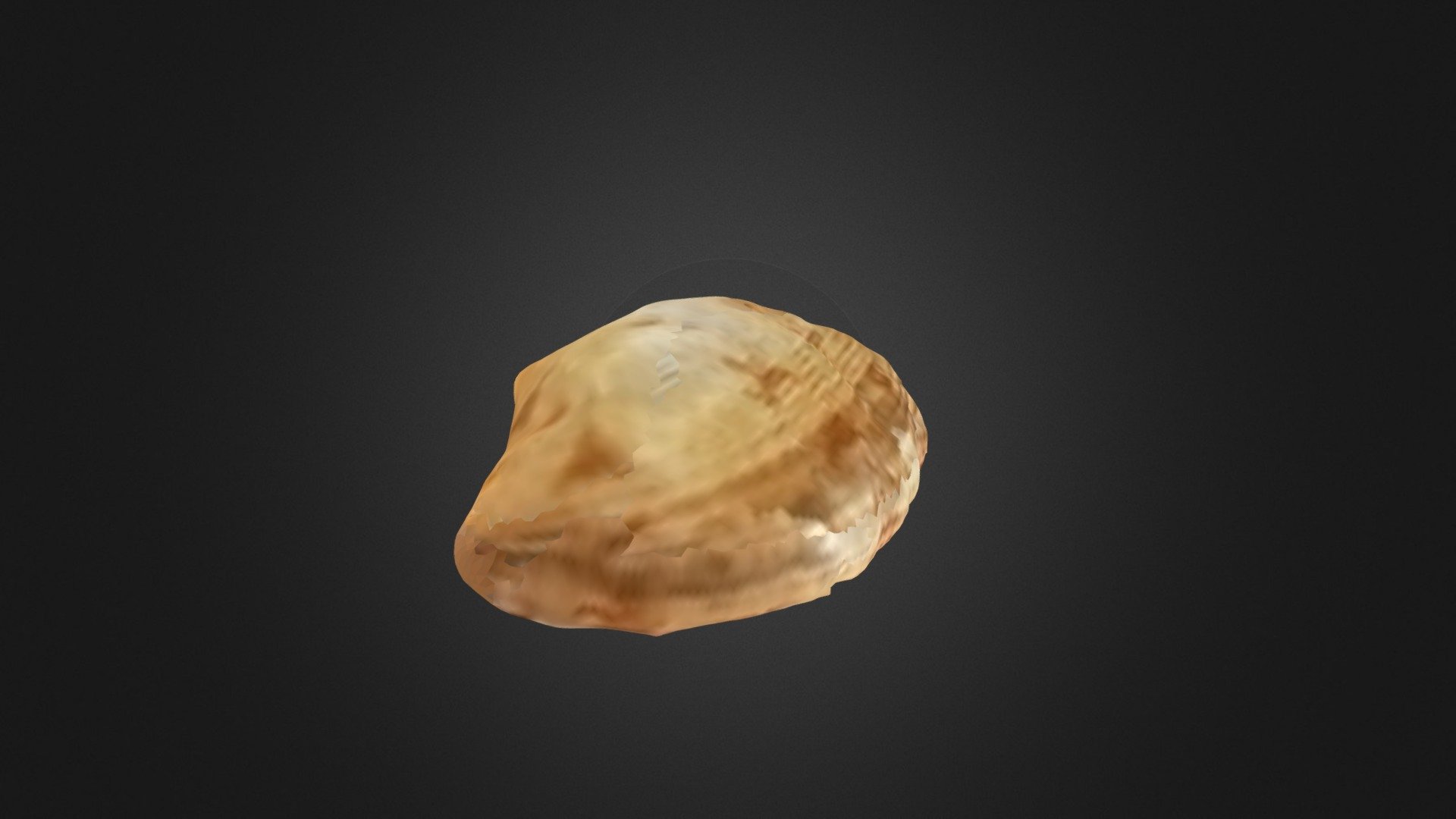 Paphia amabilis Philippi, 1847 - 3D model by 3D collection (@phanh1711999) [8d49141] - Sketchfab