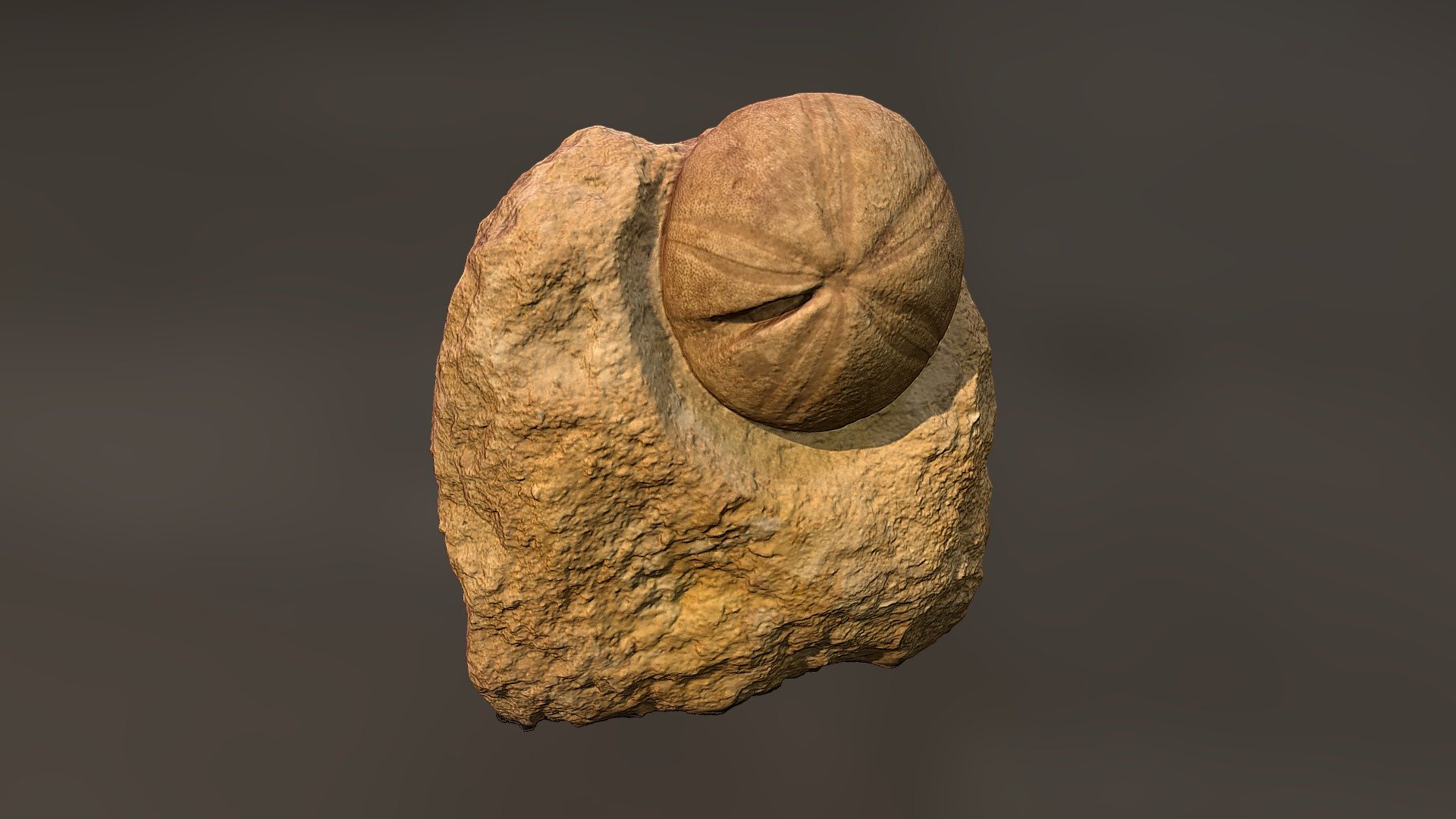 Clypeus ploti, Sea Urchin - 3D model by jshelton317a [8d49272] - Sketchfab