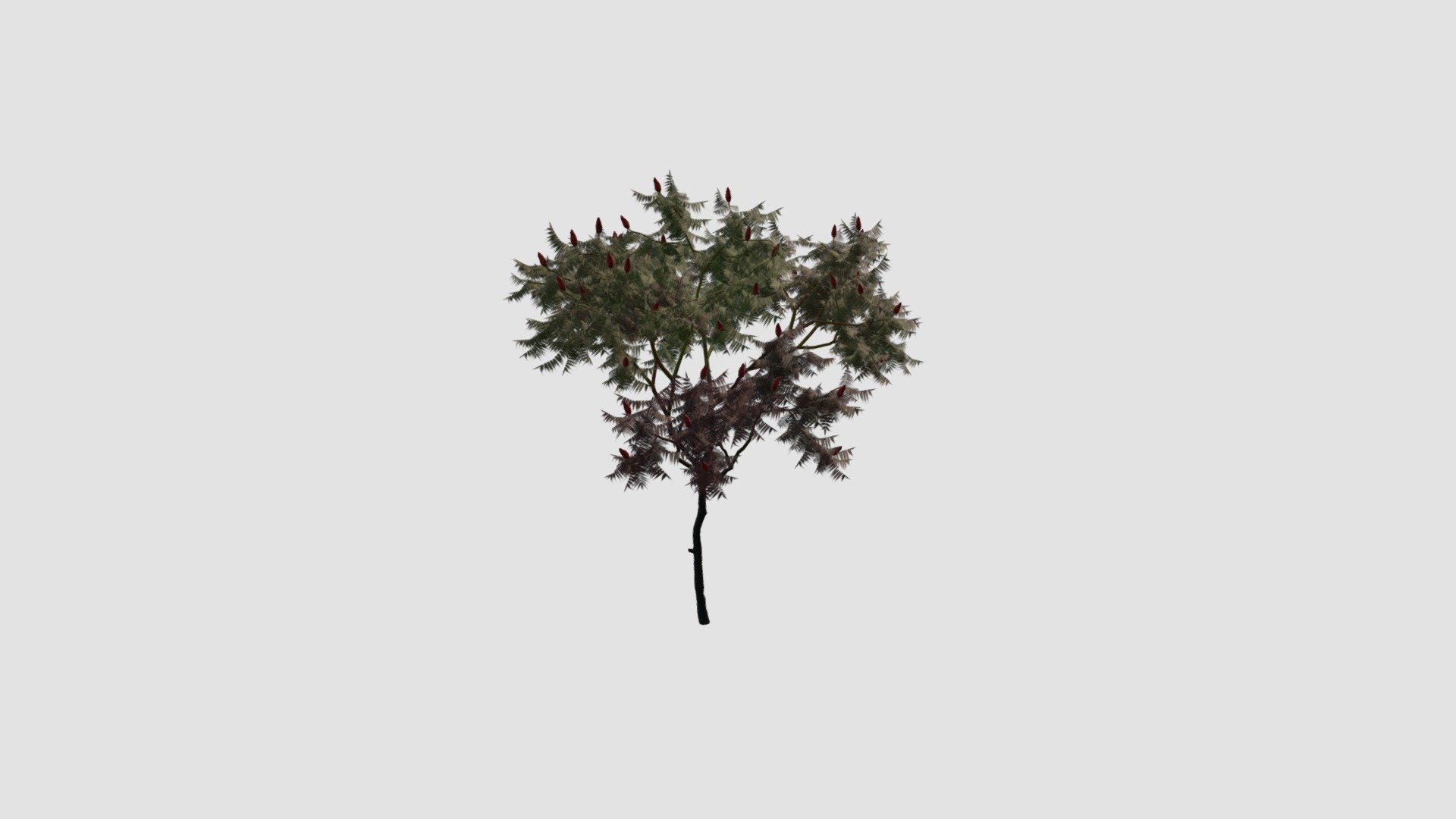 Tree - Buy Royalty Free 3D model by Evermotion [8d4fde7] - Sketchfab Store