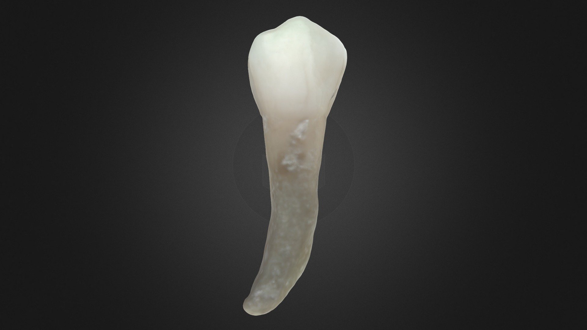 Dente 25 - Upper Left Second Premolar (ID 25b) - Download Free 3D model ...