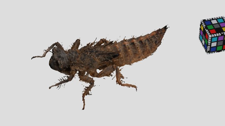 Oniyanma 3D models - Sketchfab