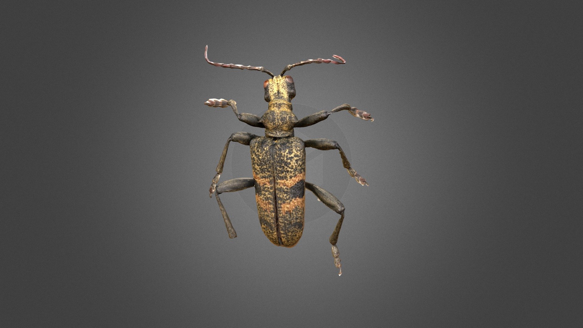 Bug - 3D model by Janoshx [8d558a1] - Sketchfab