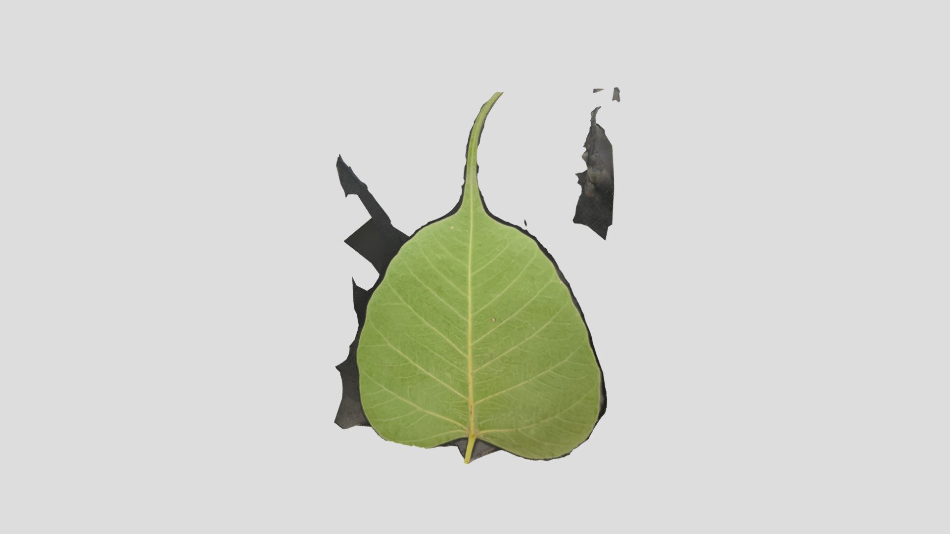 Peepal Leaf - Download Free 3D model by RishabhR [8d56b17] - Sketchfab