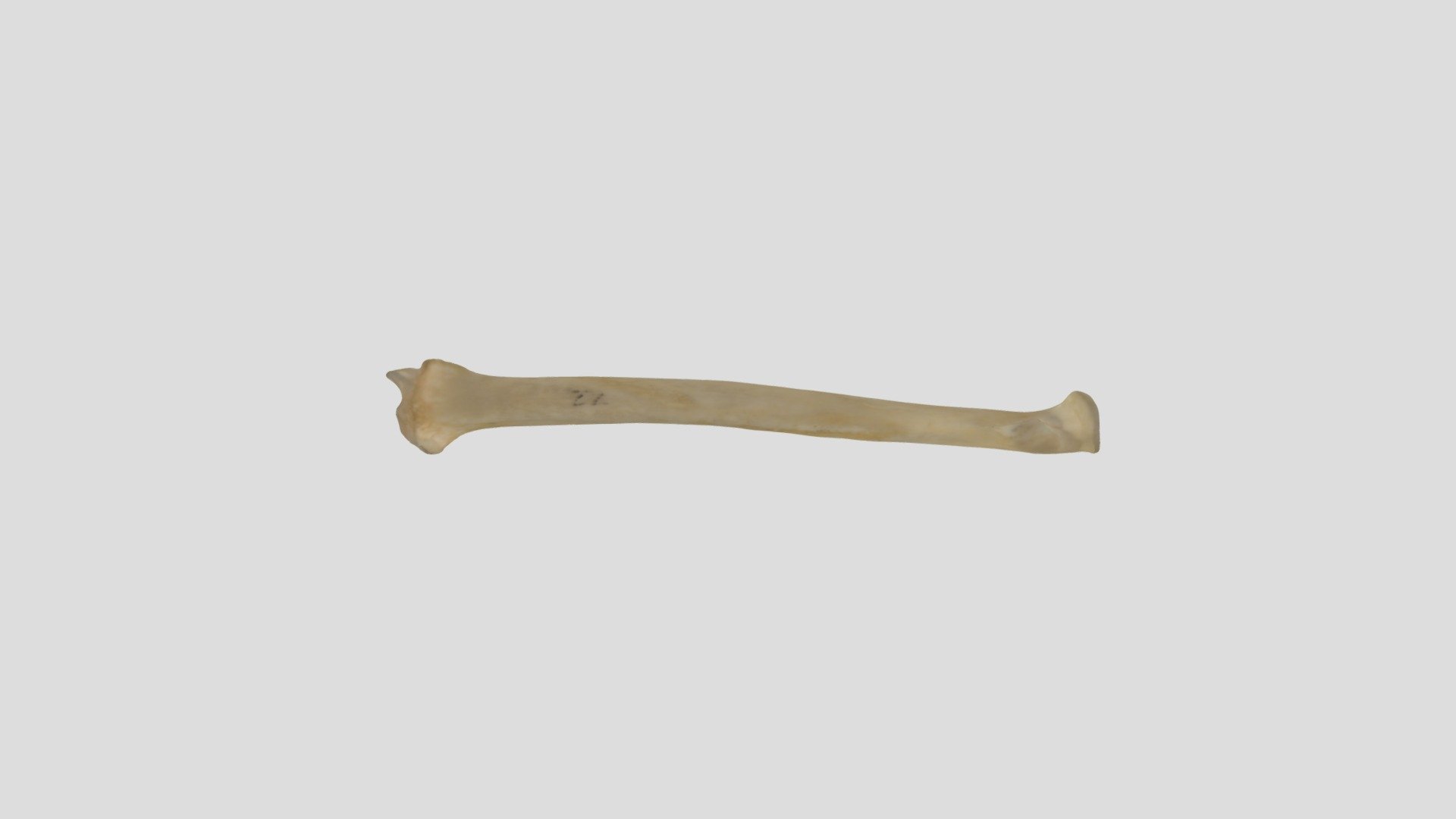 Tibia - Download Free 3D model by justinbrown4242 [8d5b00f] - Sketchfab