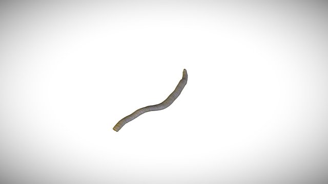 Giant-tube-worm 3D models - Sketchfab