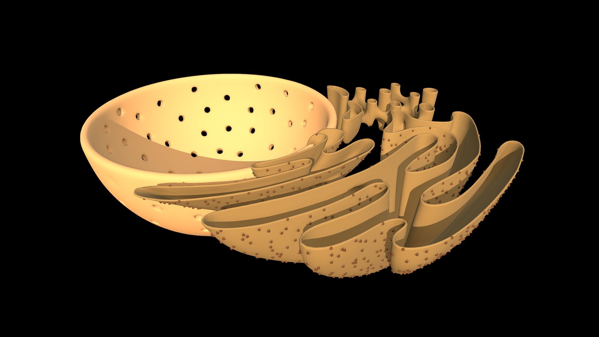 Endoplasmic Reticulum - 3D model by Friso Jansen (@frisojansen) [8d65680] - Sketchfab
