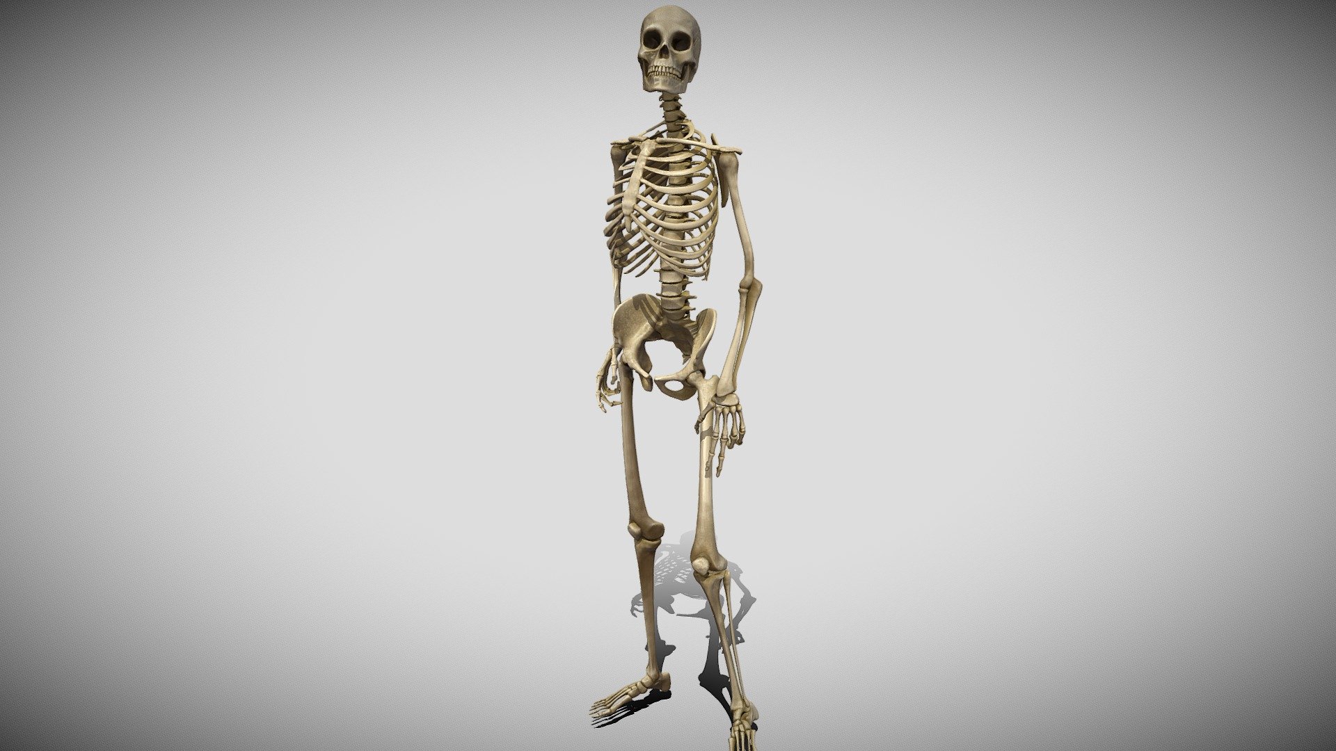 CURIOUS SKELETON - 3D model by M Junia (@majedjunia) [8d6600c] - Sketchfab