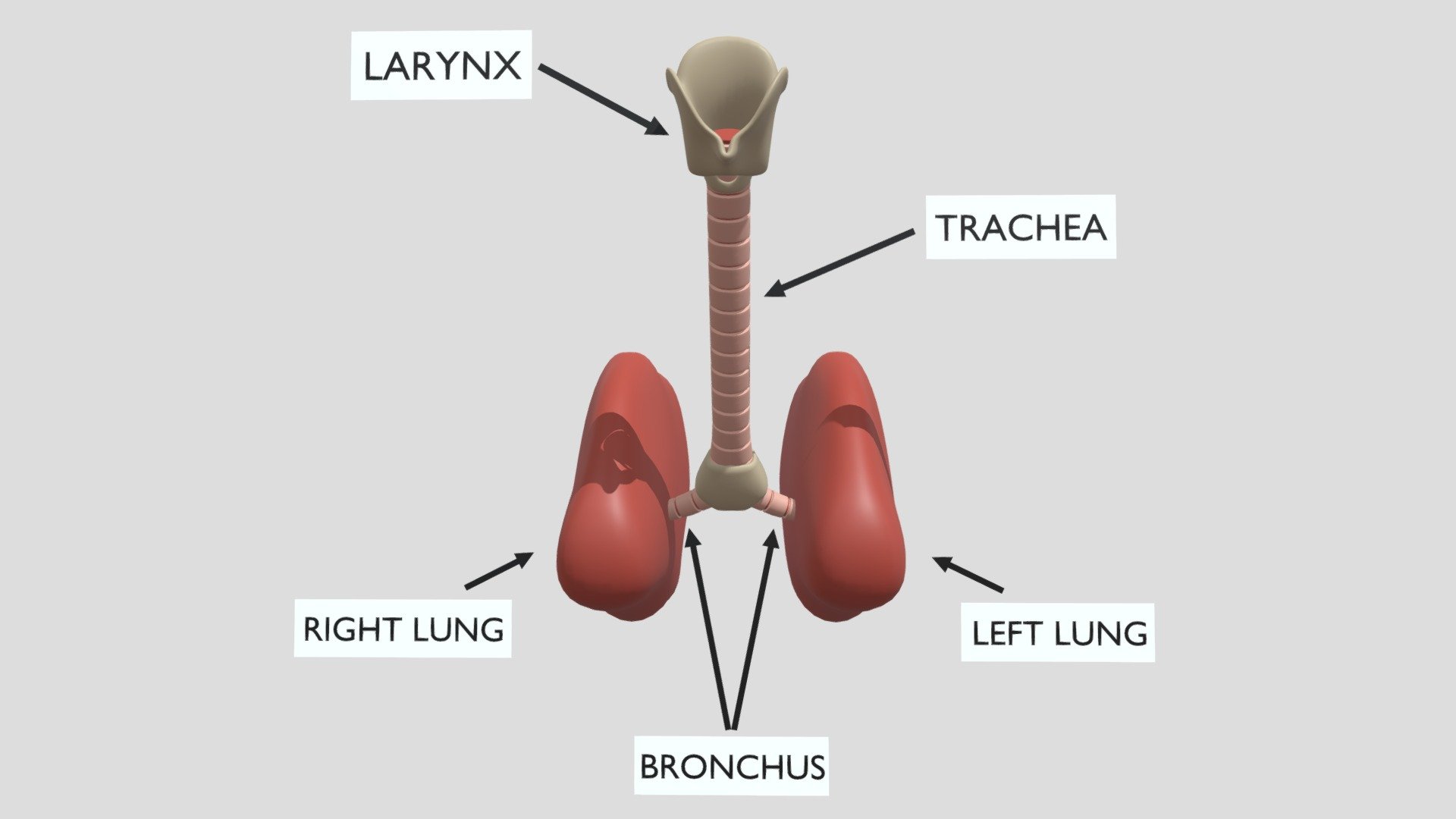 Cat Lungs - 3D model by Faiqal_x1103 [8d68540] - Sketchfab