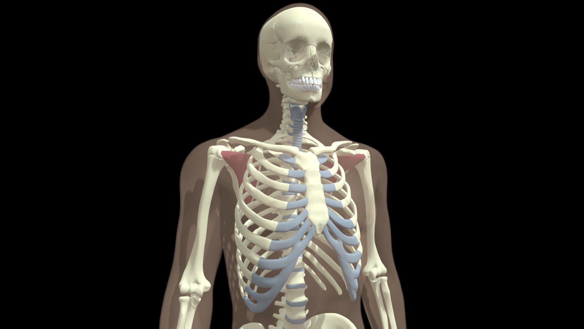 Interactive 3d Human Anatomy Shoulder