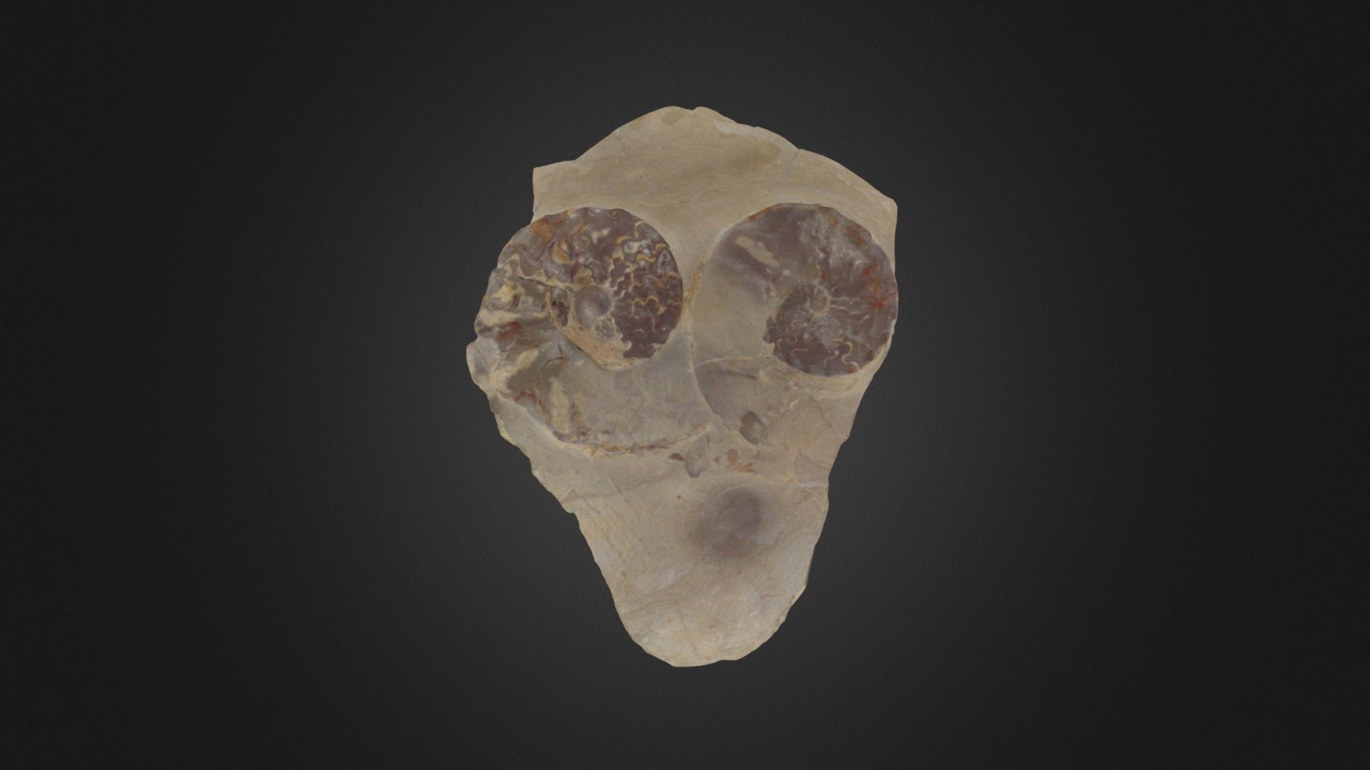 Ceratites nodosus - Download Free 3D model by Paleo3d [8d6e6b1] - Sketchfab