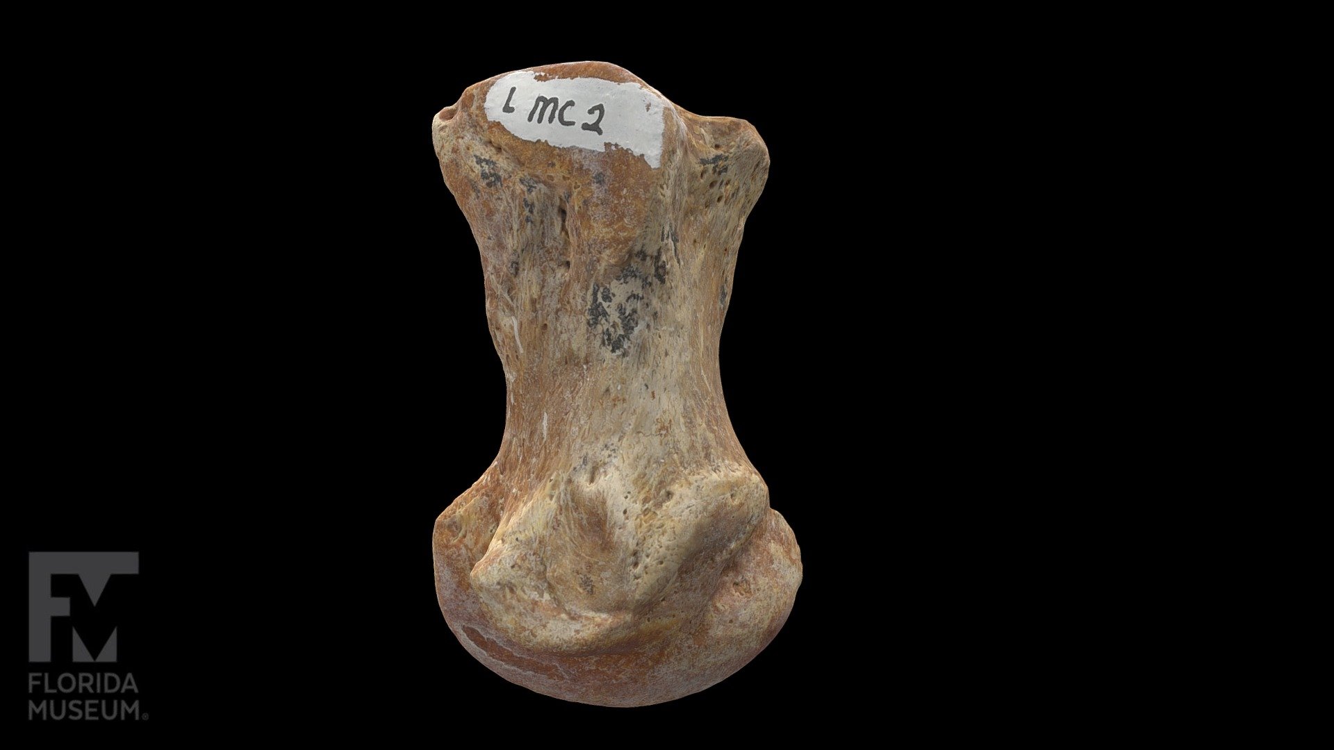 Ground Sloth hand bone fossil (UF 311141) - 3D model by FloridaMuseum ...