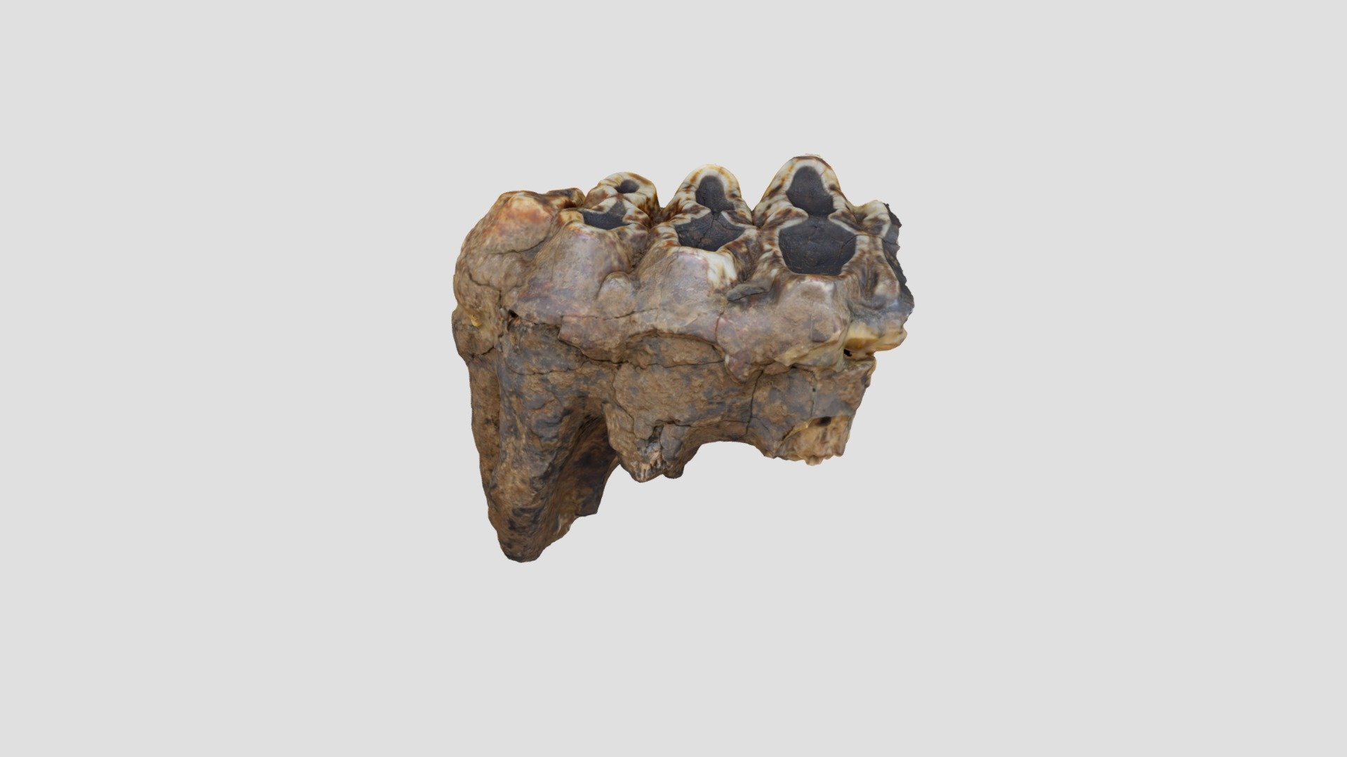 308-1_Model - 3D model by IU Museum of Archaeology and Anthropology ...
