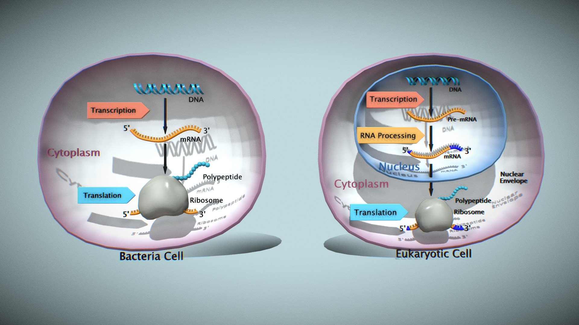 Regulation in prokaryotes and eukaryotes - Download Free 3D model by ...