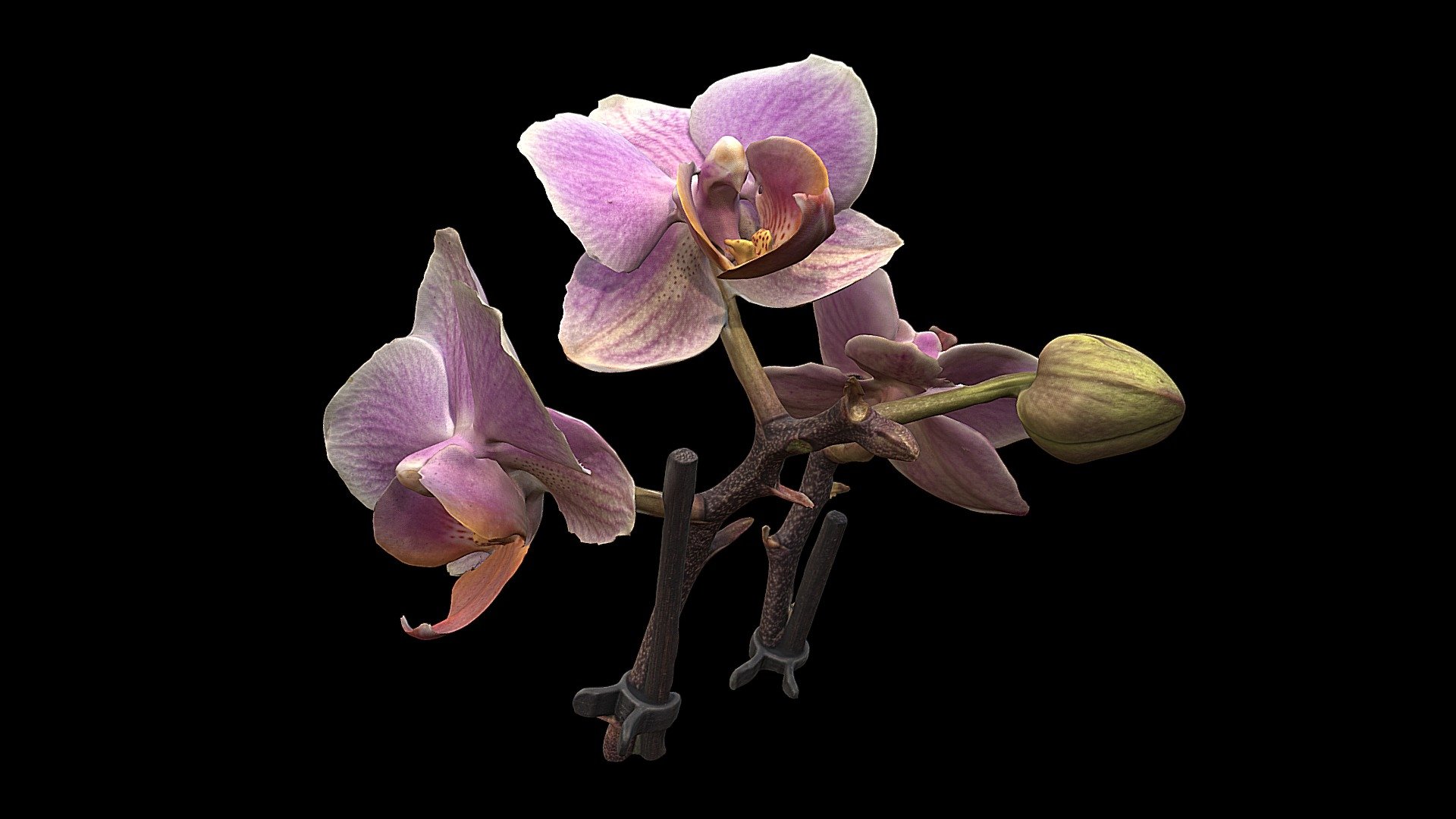 Orchid flowers - Buy Royalty Free 3D model by LZCreation (@jmch ...