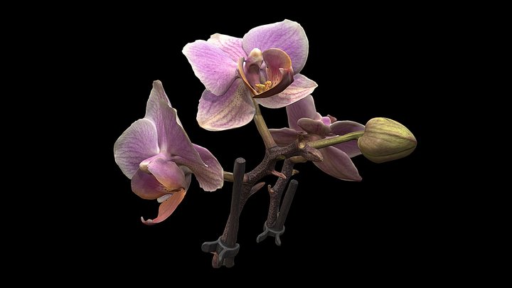 Orchid 3D models - Sketchfab