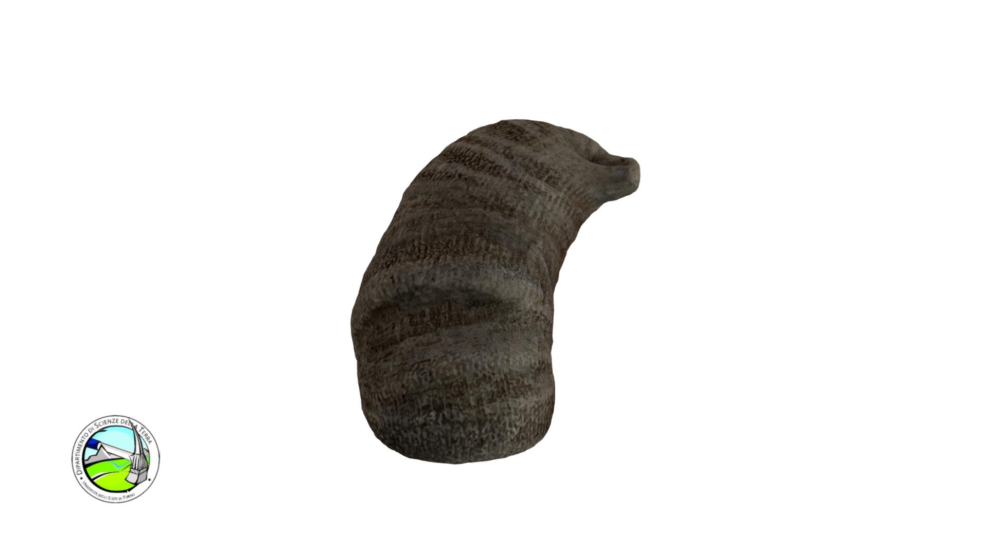 Caninia - 3D model by Dipartimento di Scienze della Terra - UniTo ...