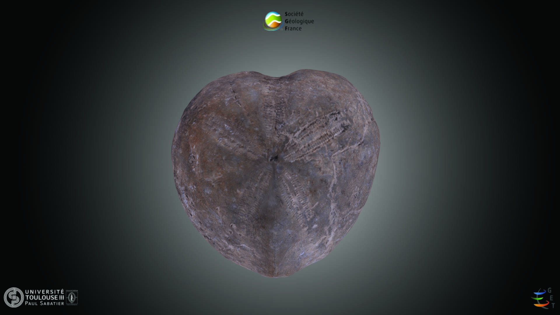 Echinoderme - Micraster sp. - Download Free 3D model by Société ...