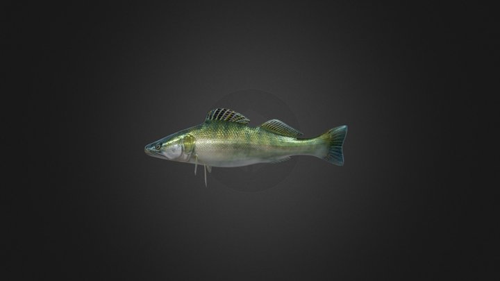 Zander 3D models - Sketchfab