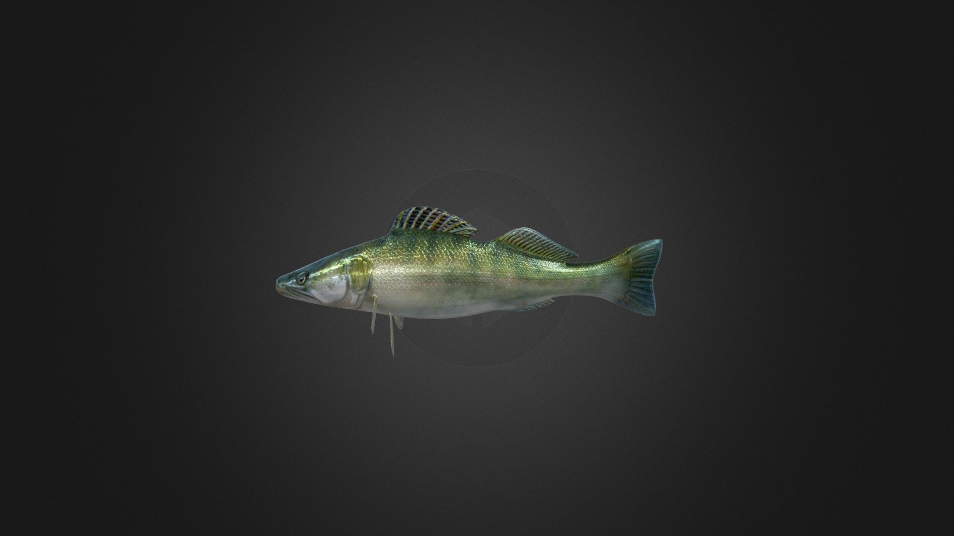 Zander fish animated model - 3D model by EugeneOst [8d8df61] - Sketchfab