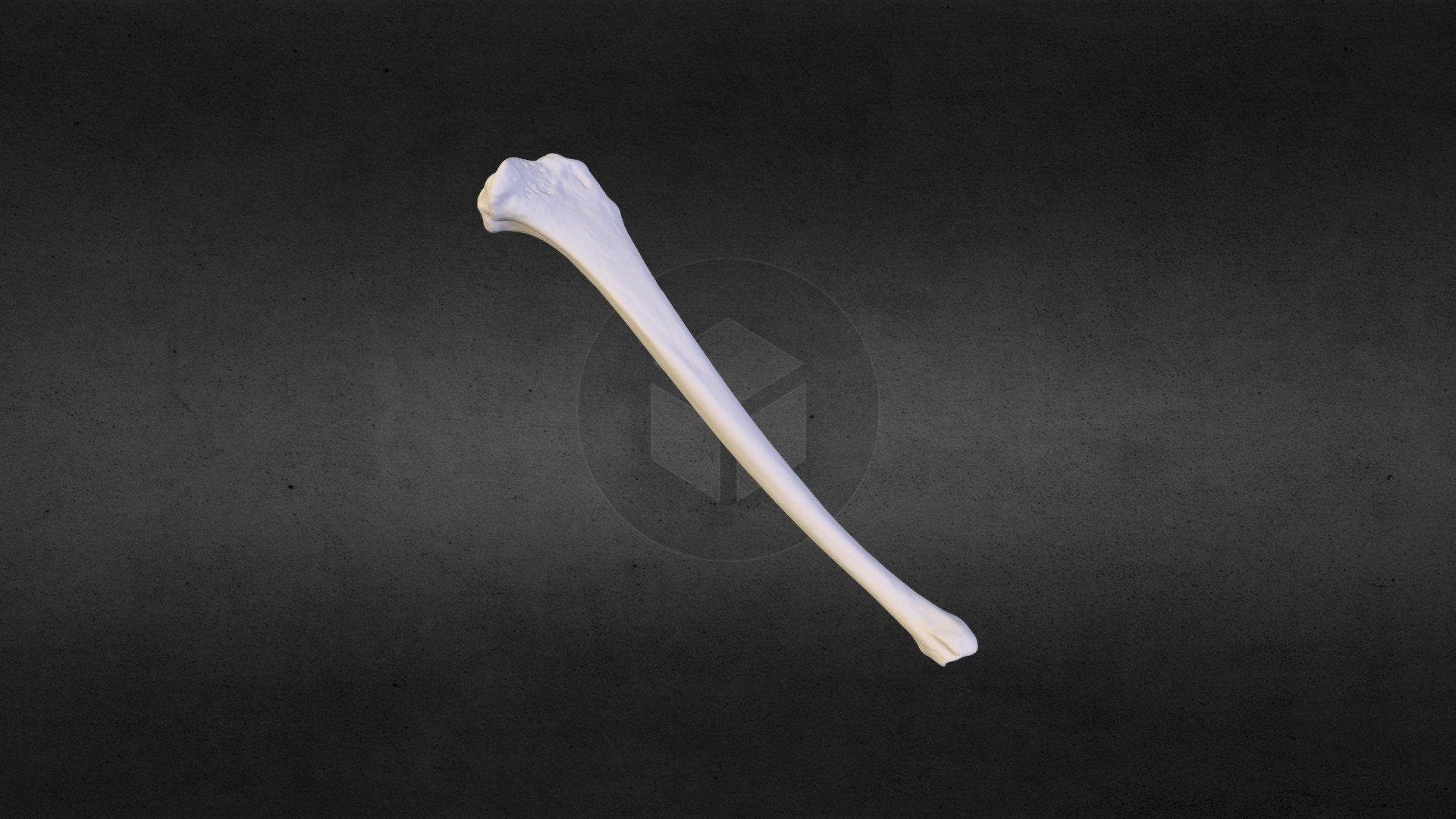Tibia of an arctic fox - Download Free 3D model by Girugamesh17 ...