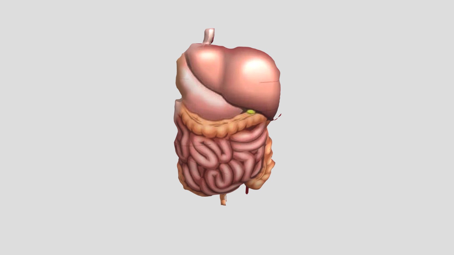 Organ - 3D model by Syarifah Novieyana (@zimaralkadrie) [8da6fac ...